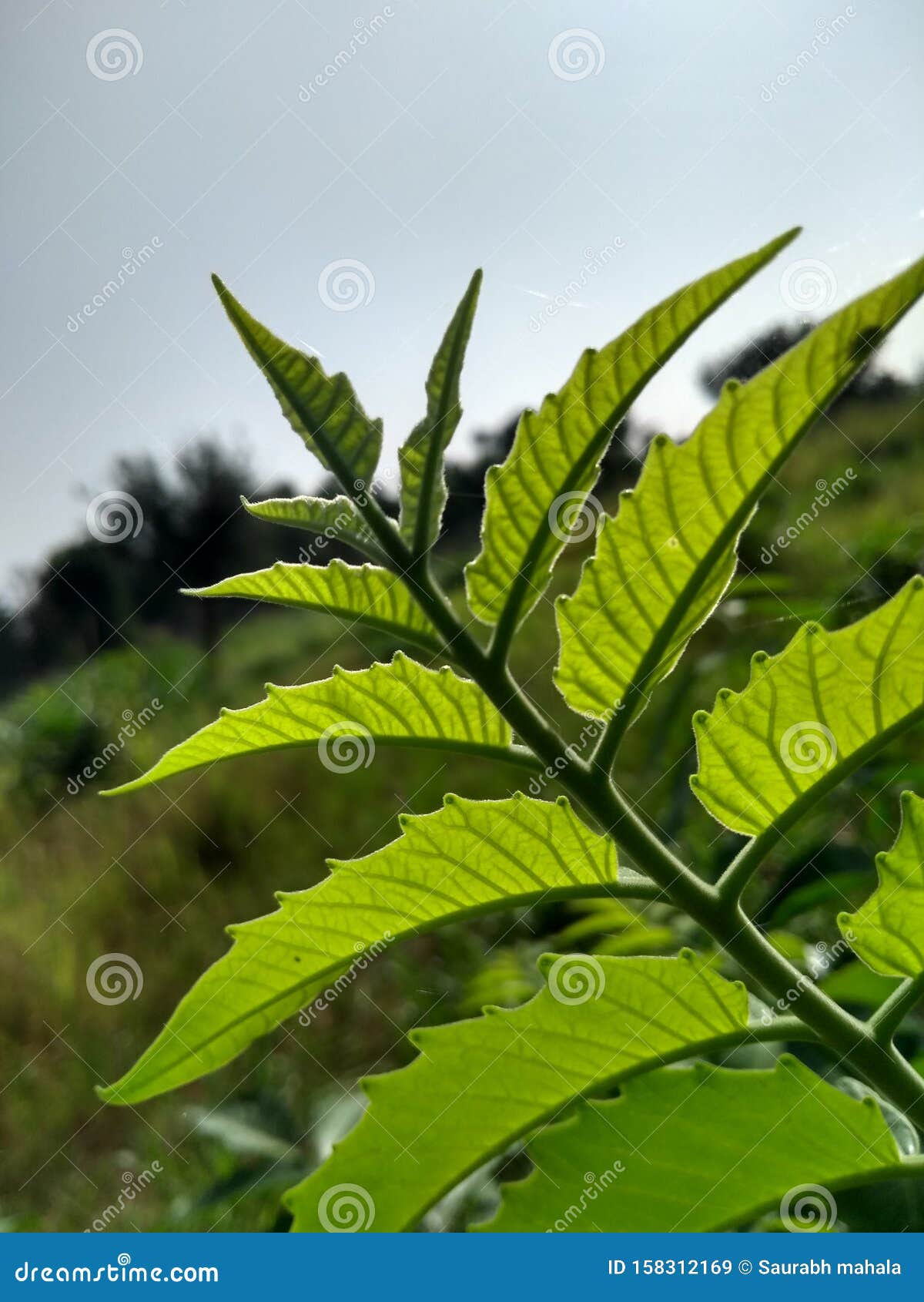 Green Plant Click India Raj. Stock Image - Image of india, plant: 158312169