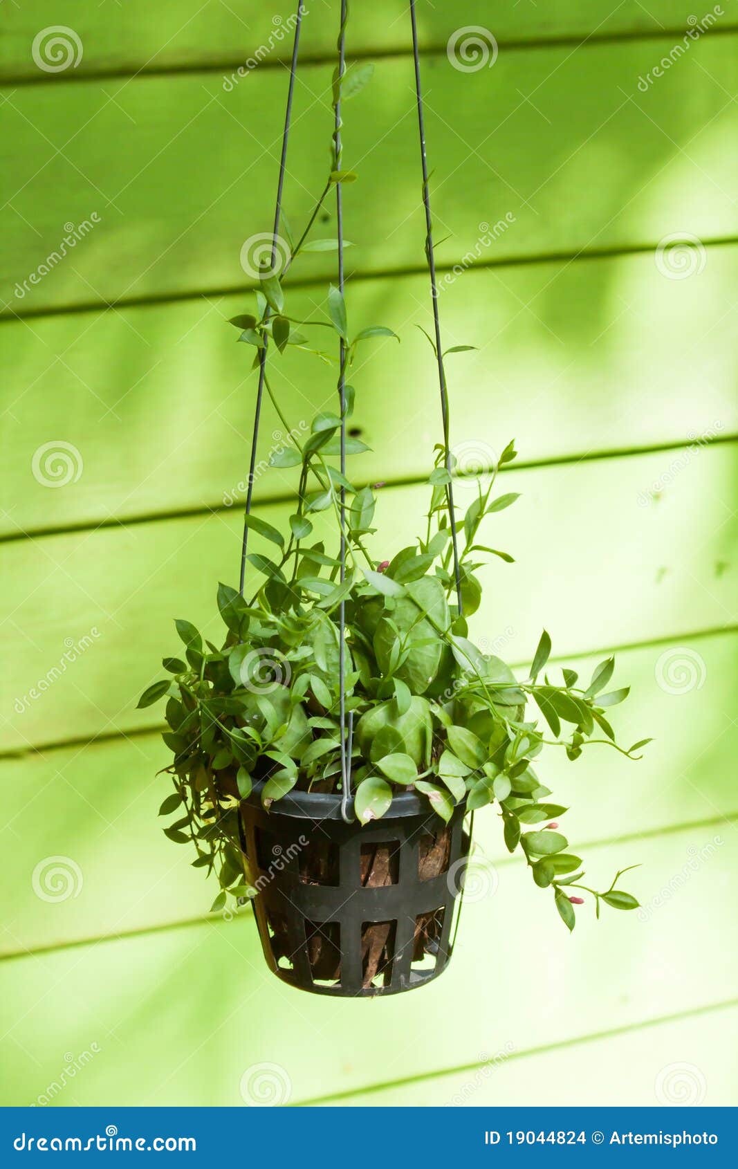 Green Plant decoration stock photo. Image of greenery - 19044824