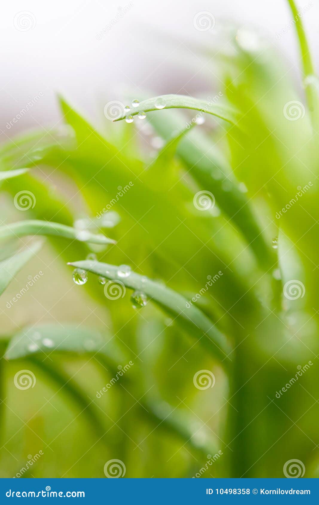 Green plant with dew drops stock photo. Image of freshness - 10498358