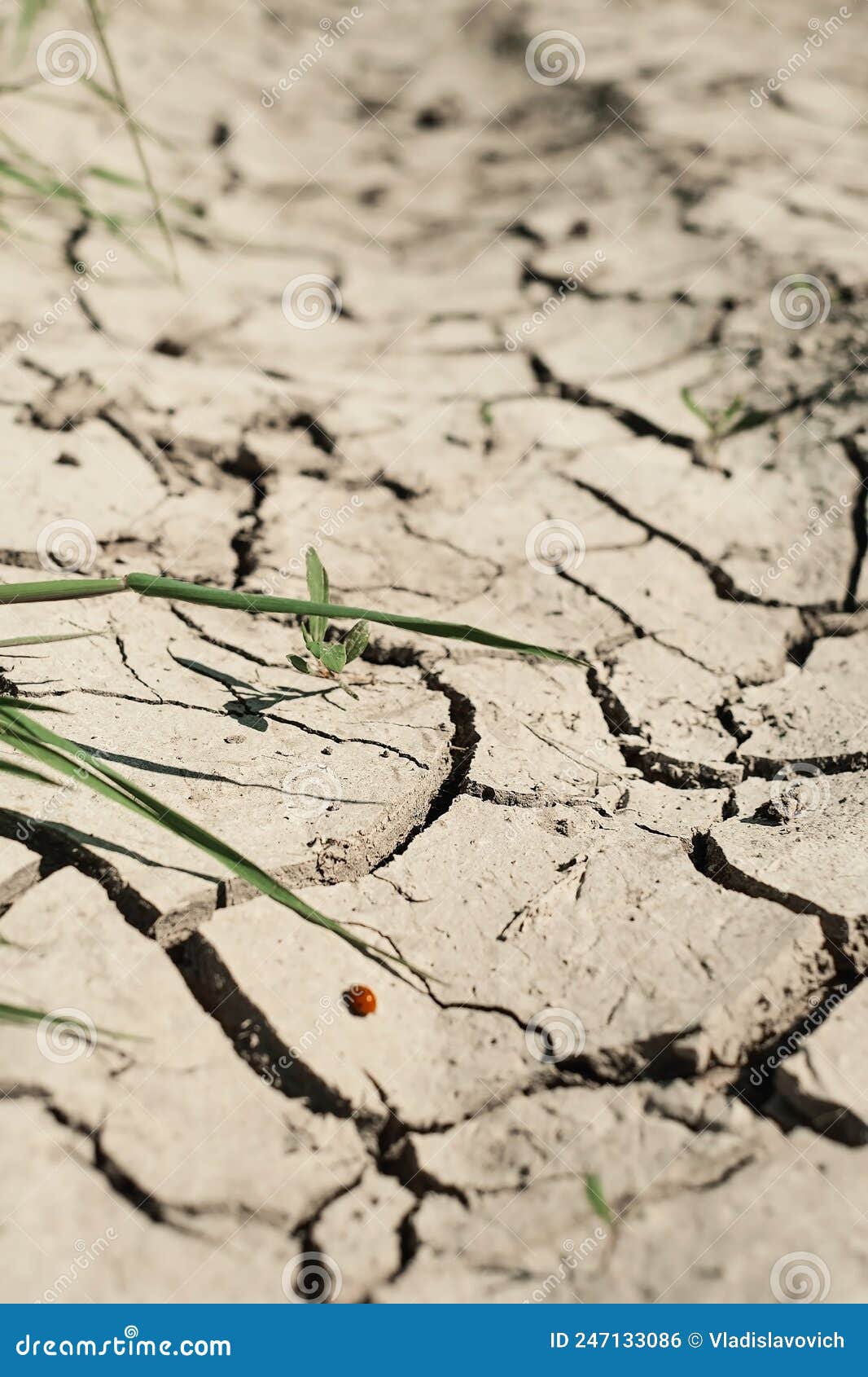 Green Plant on Dry, Spoiled Ground, the Concept of Drought, Soil ...