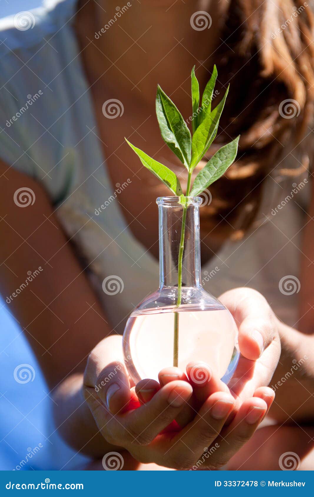 Green plant in flask stock photo. Image of flora, chemical - 33372478