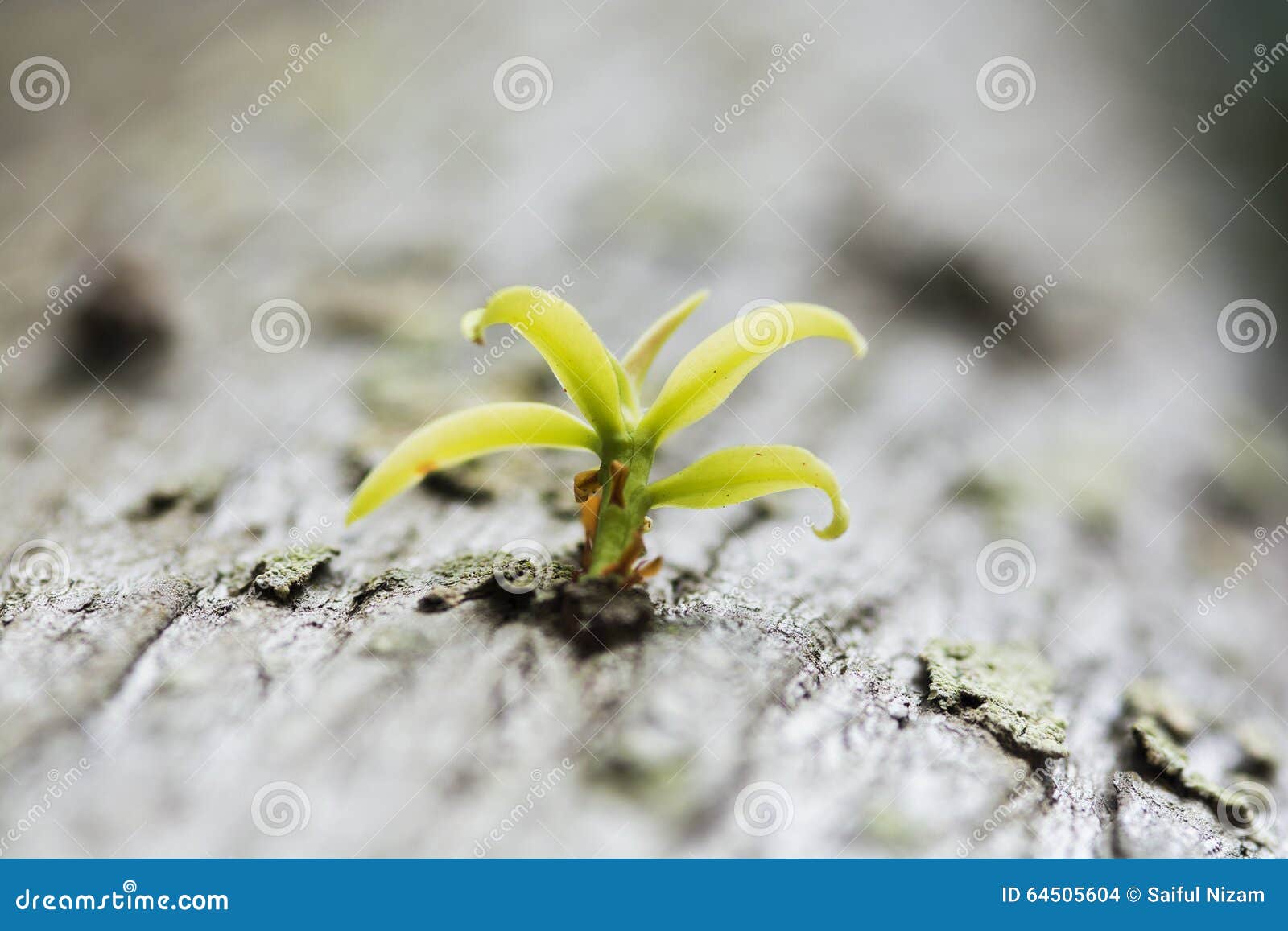 Green Plant Flourished on the Tree Stock Photo - Image of macro ...