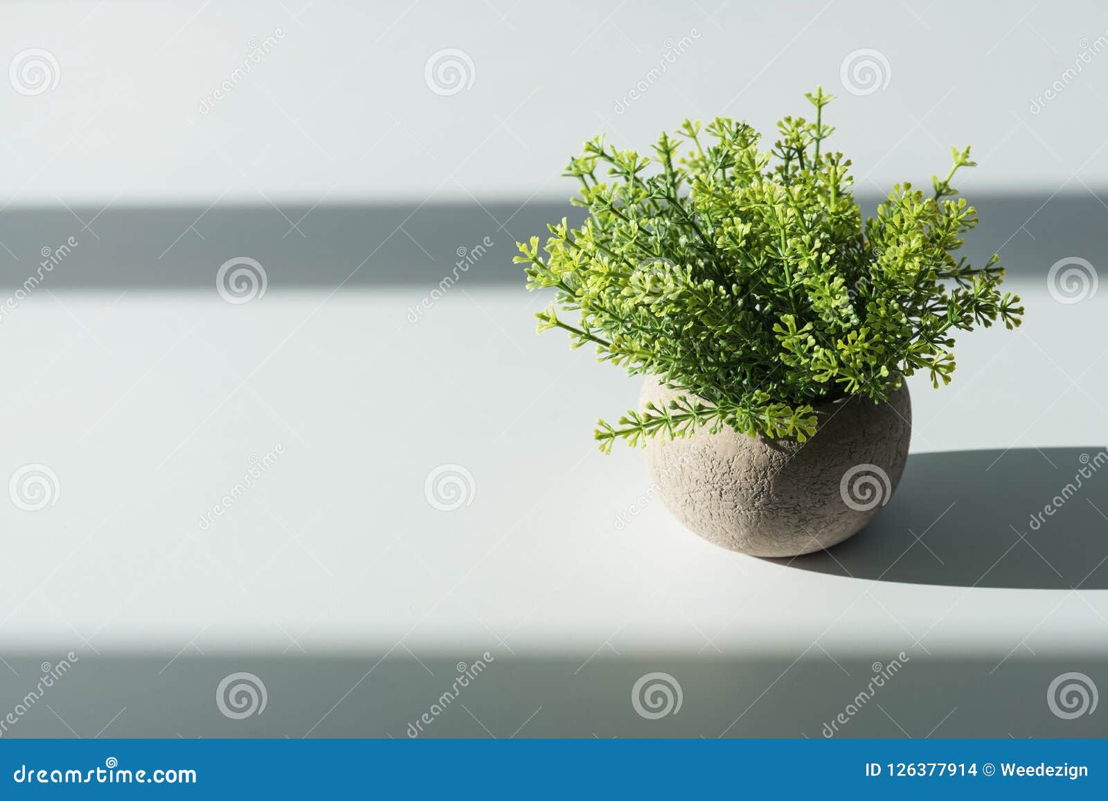 Green Plant in Flower Pot with Sunlight Shadow on White Table Wi Stock ...