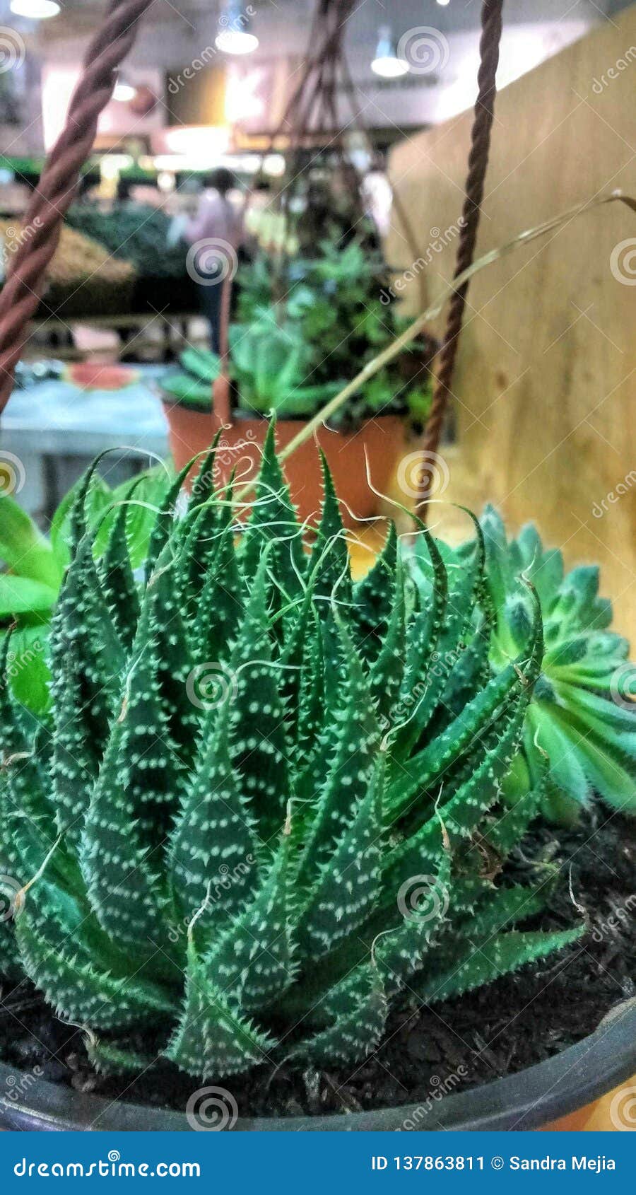 Green plant focus stock image. Image of beautiful, perspective - 137863811