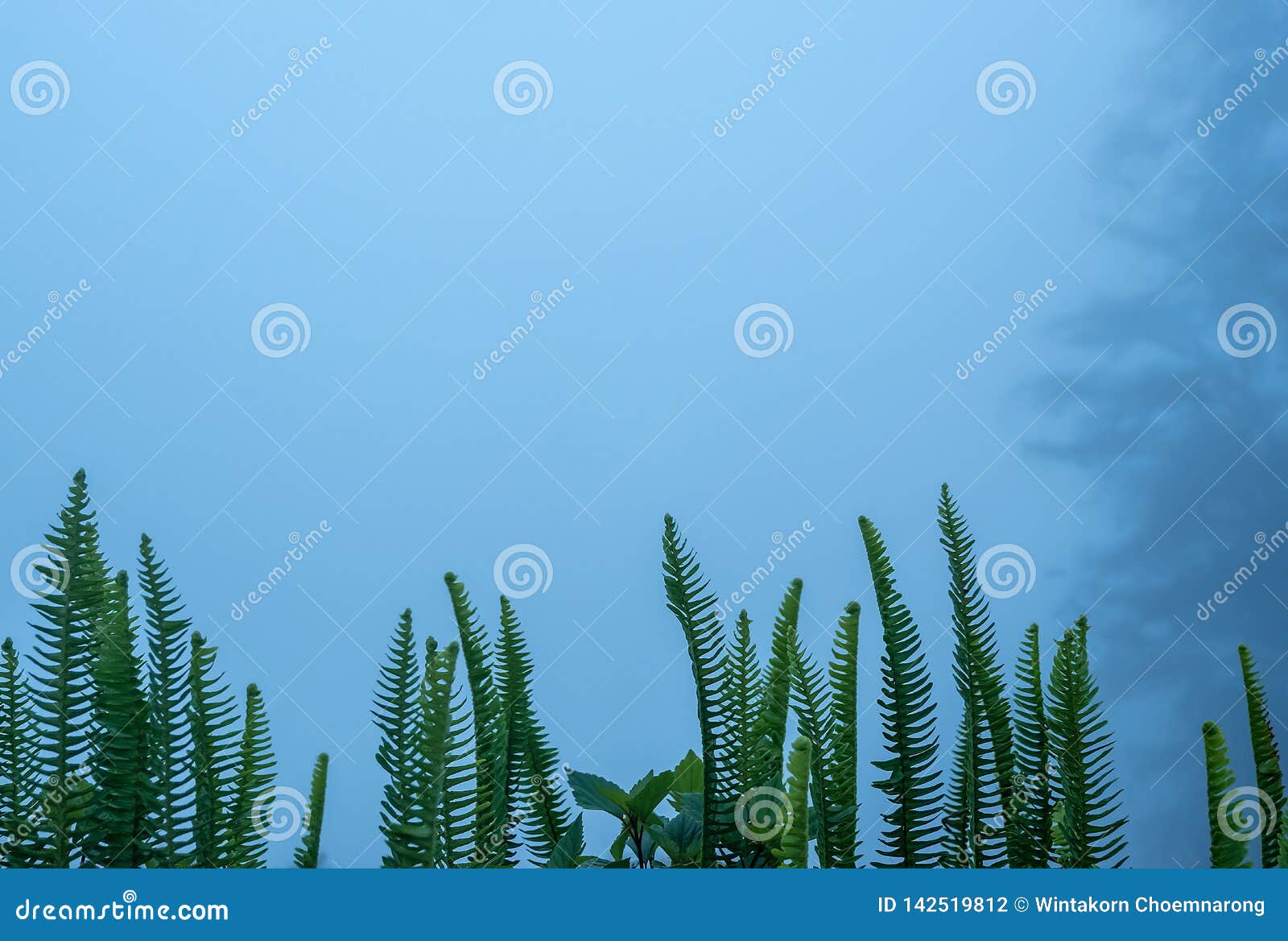Green Plant with Fog on the Forest Stock Photo - Image of fresh, flower ...