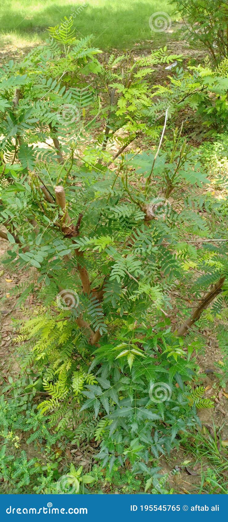 Green plant in the forest stock image. Image of produce - 195545765