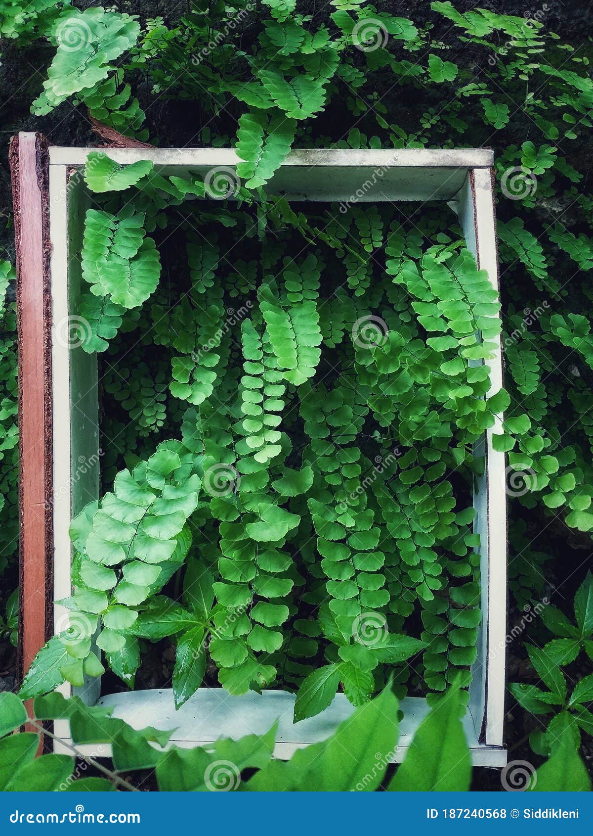 Green plant on the frame stock photo. Image of shrub - 187240568
