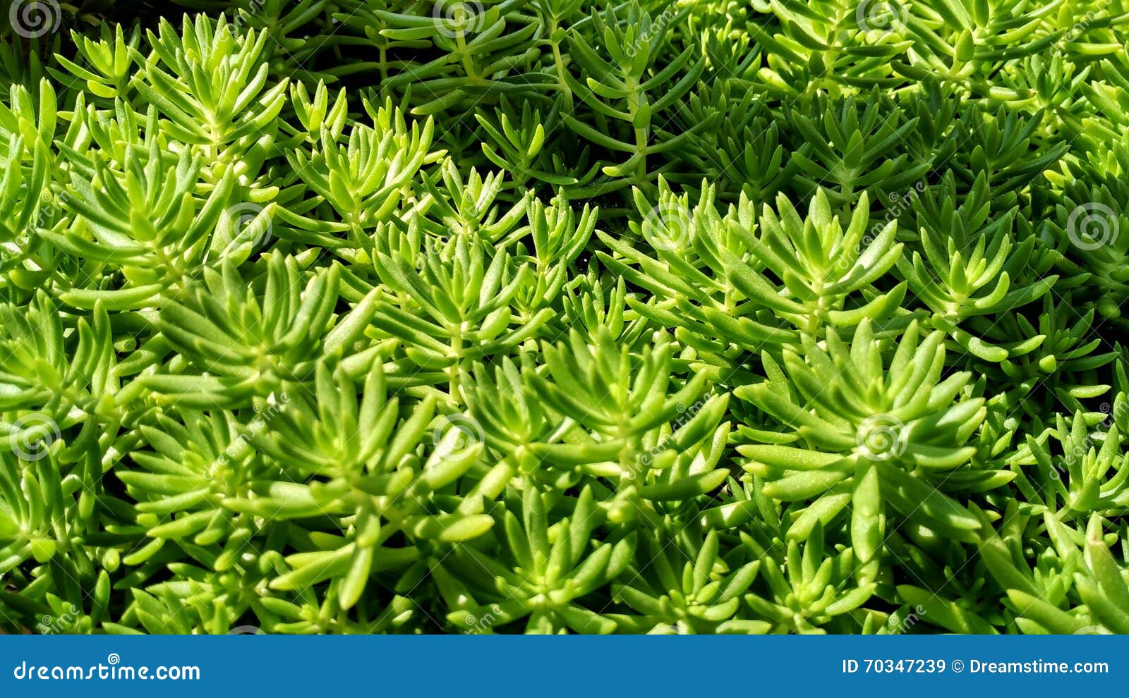 Green. stock image. Image of nature, green, garden, plant - 70347239