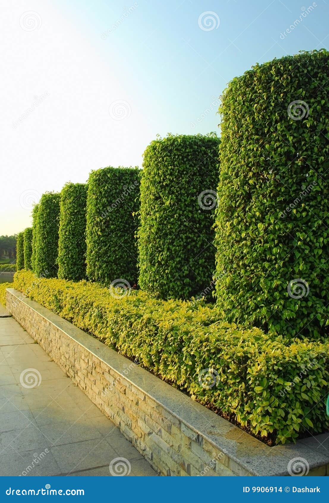Green plant garden stock photo. Image of lines, natural - 9906914