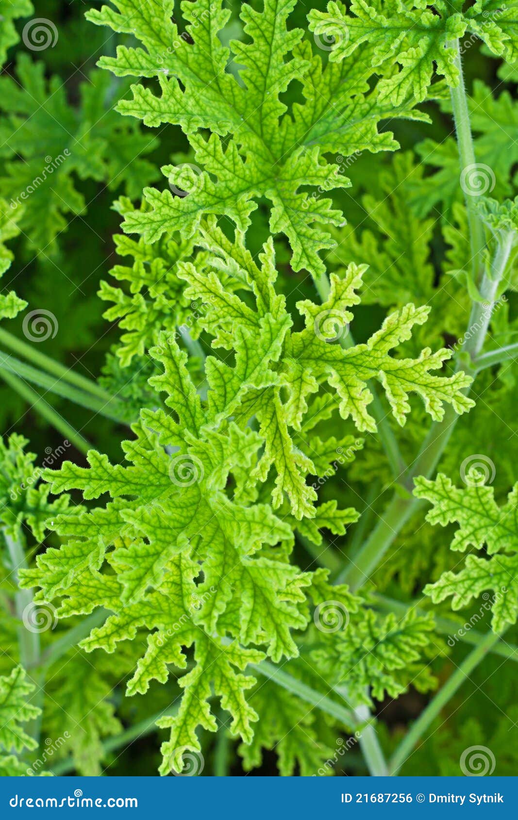Green plant geranium stock photo. Image of hobbie, botany - 21687256