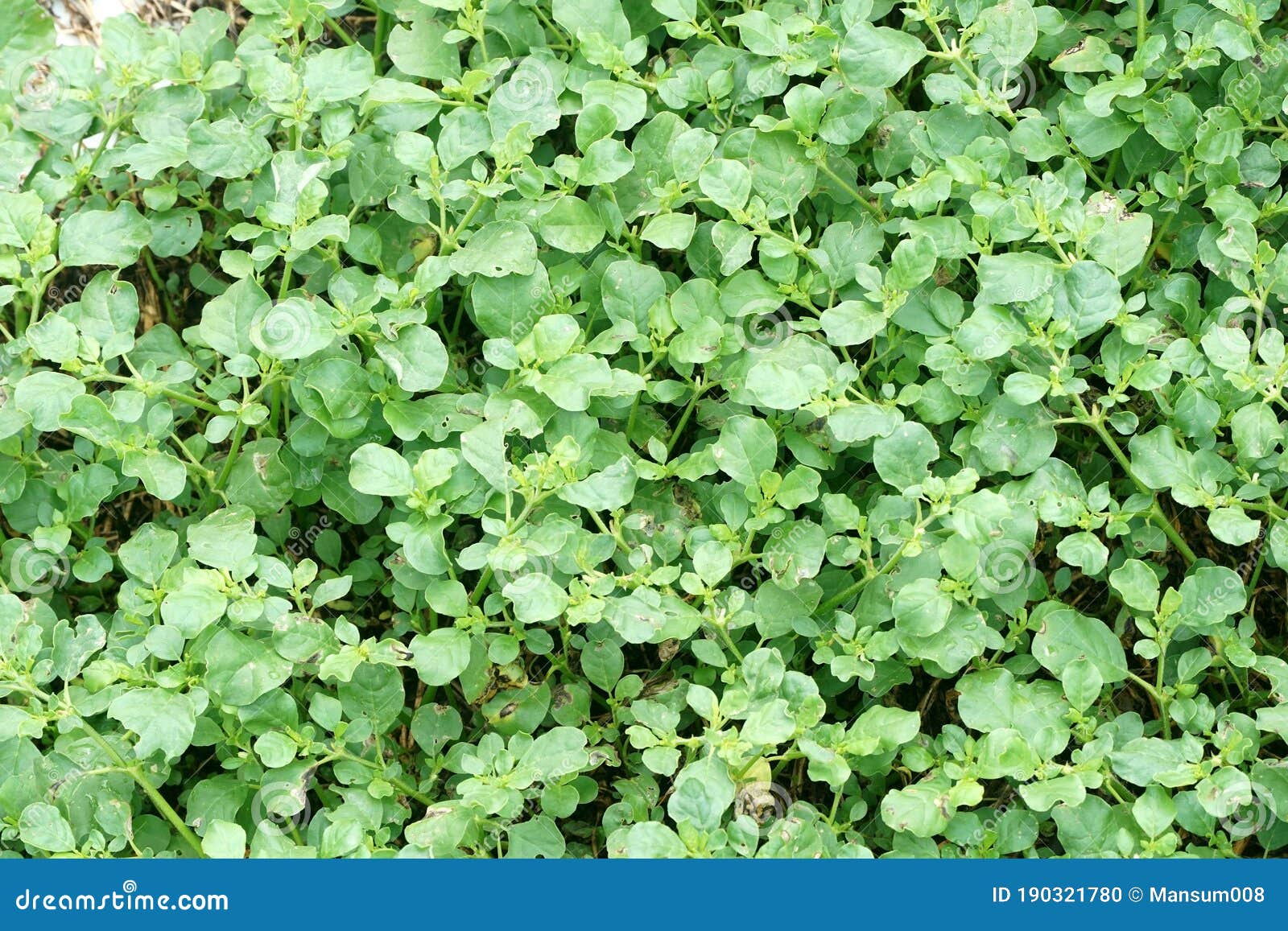 Green plant on the ground stock photo. Image of plant - 190321780