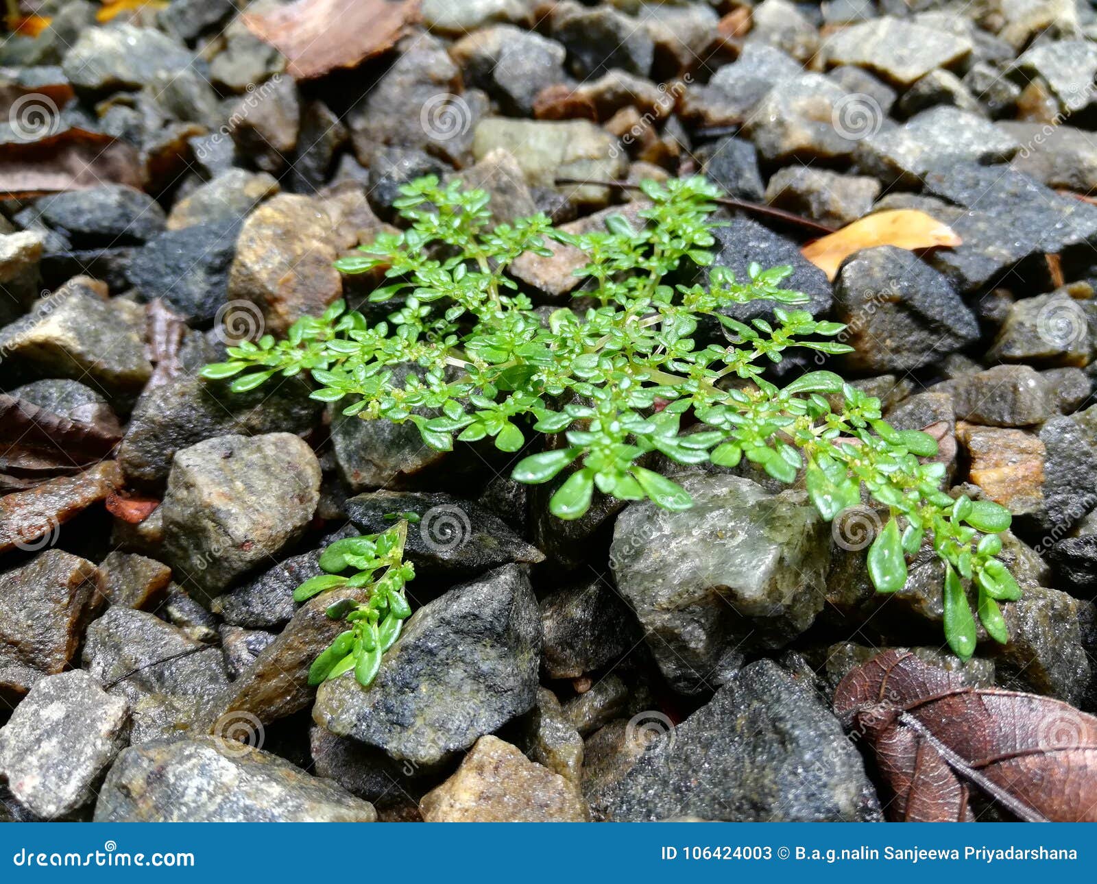 Green plant grow on stones stock image. Image of stone - 106424003