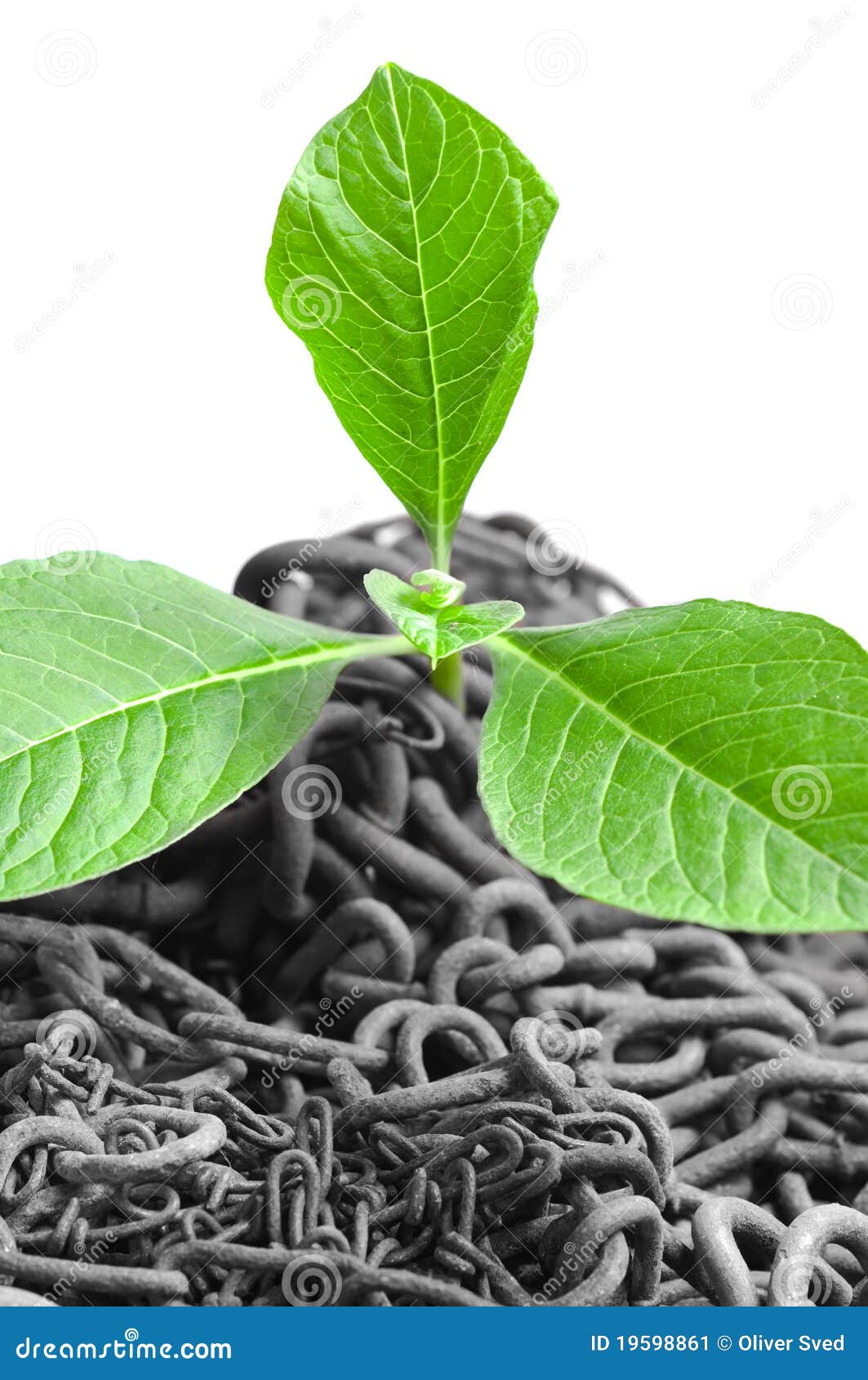 Green plant growing stock image. Image of life, ecology - 19598861