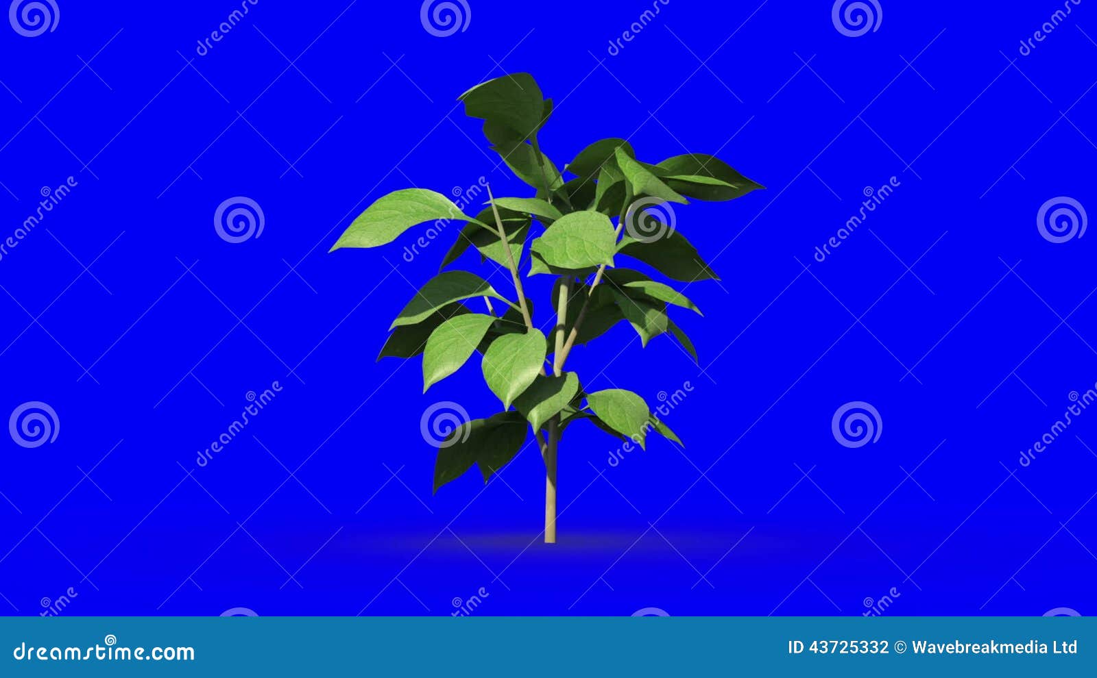 Plant Growing Green Screen Stock Footage & Videos - 584 Stock Videos