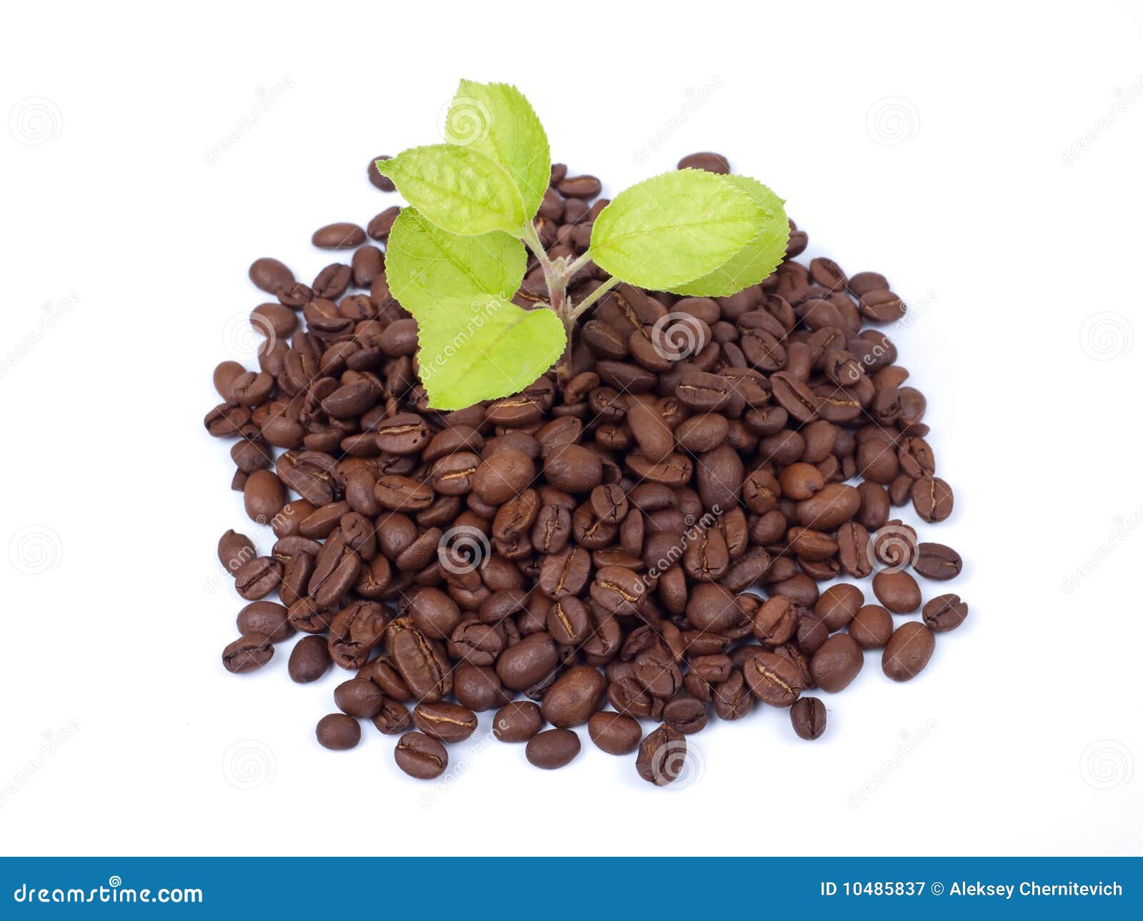 Green Plant Growing on a Coffee Beans Stock Image - Image of green ...