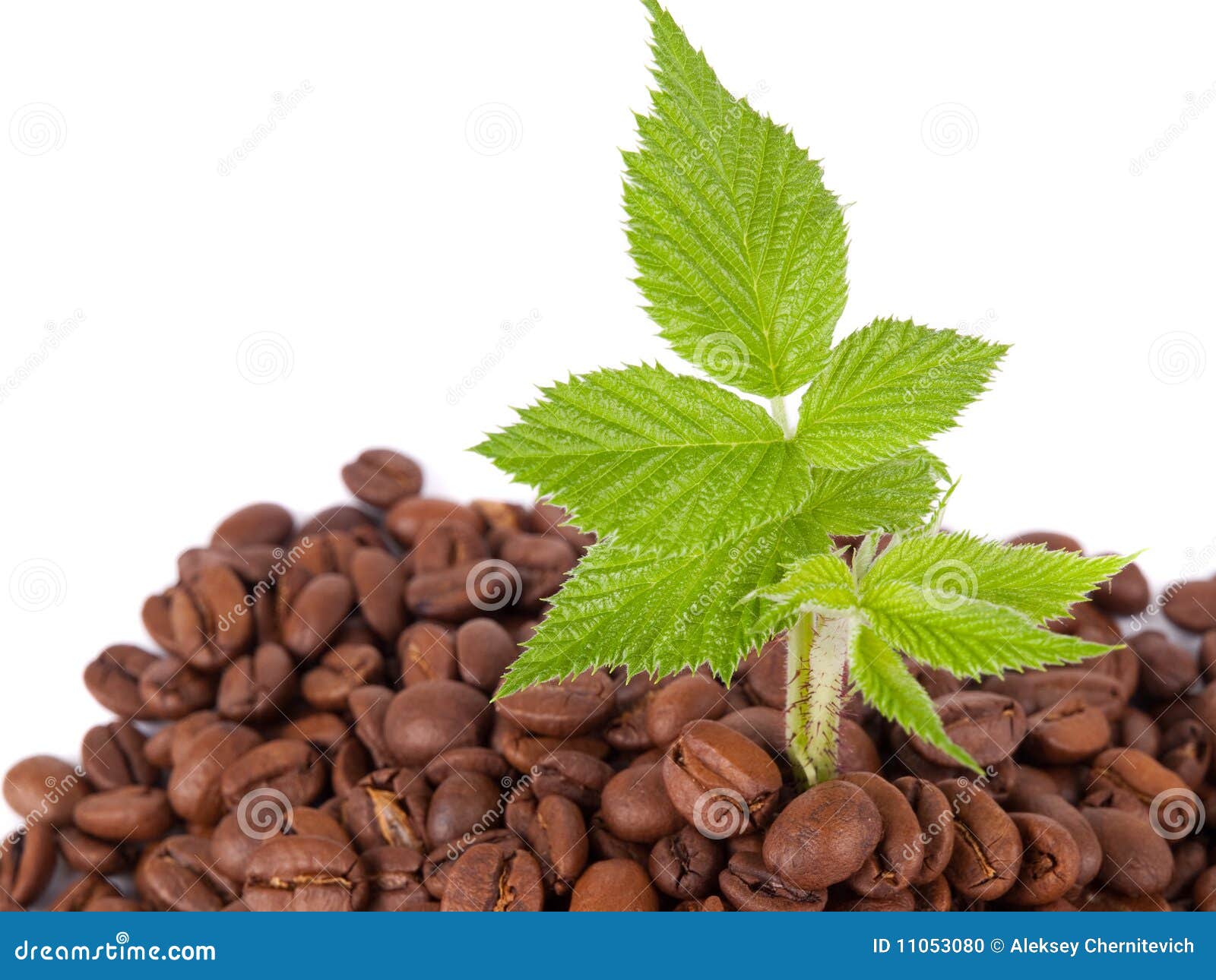 Green Plant Growing in a Coffee Beans Stock Photo - Image of mocha ...