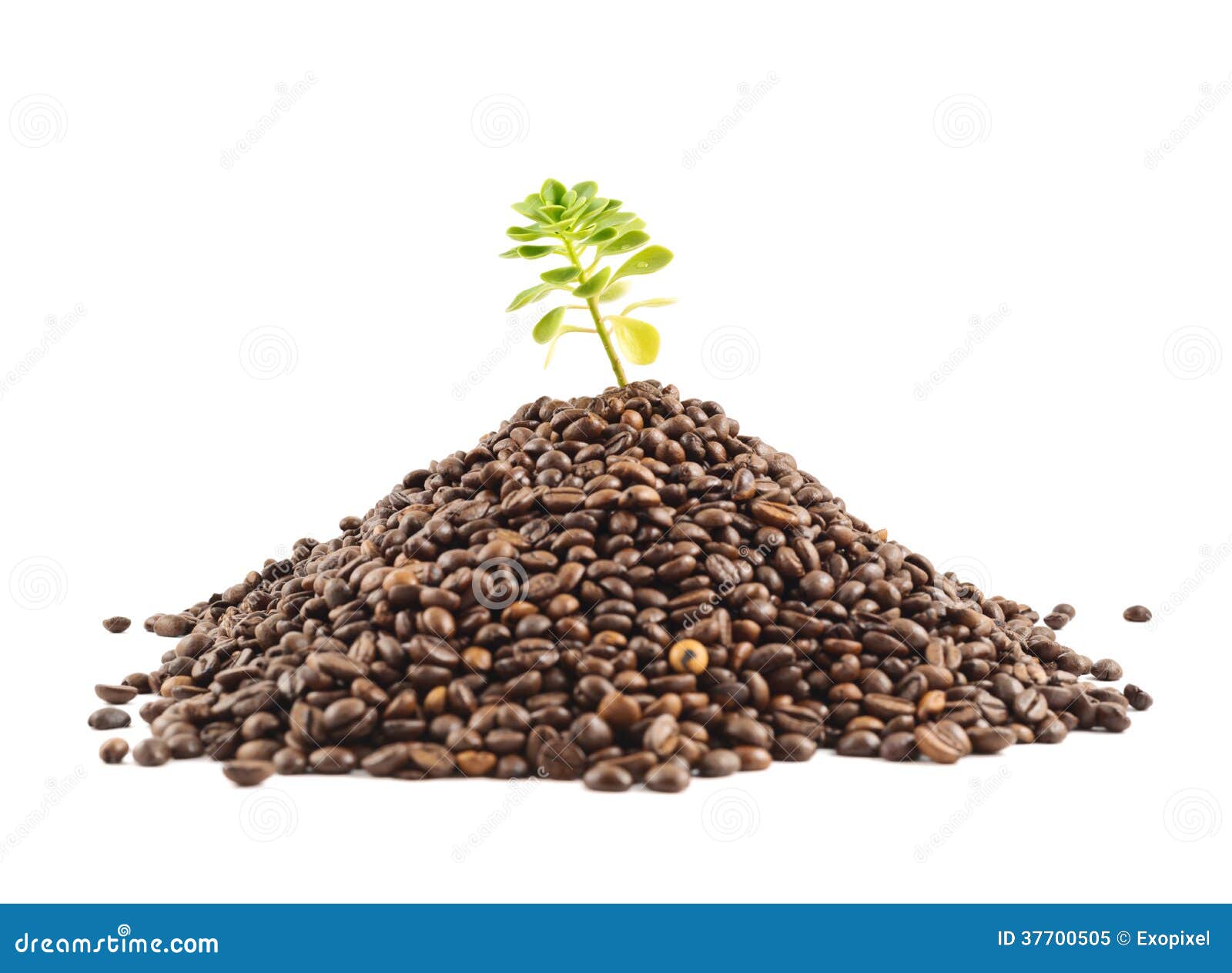 Green Plant Growing from the Coffee Beans Stock Image - Image of color ...