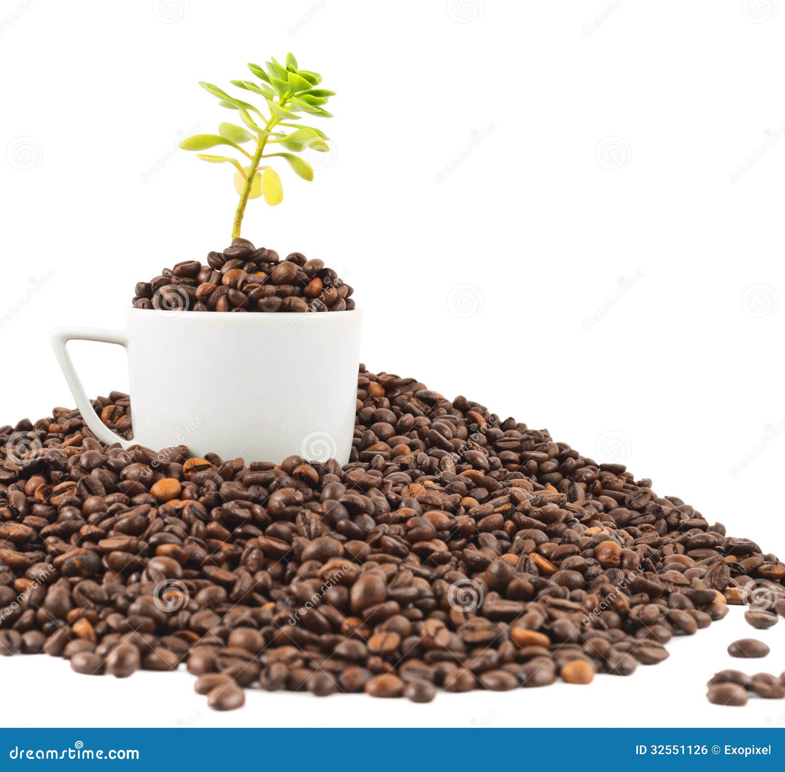 Green Plant Growing from the Coffee Beans Stock Photo - Image of bean ...