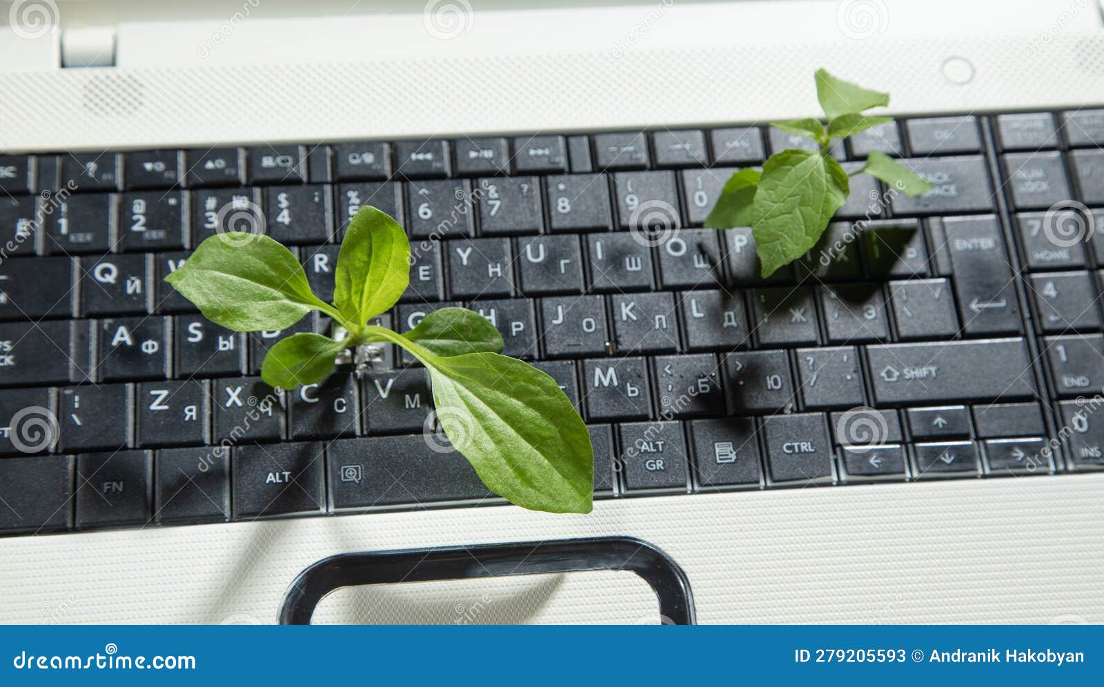 Green Plant Growing on Computer Keyboard Stock Image - Image of ...