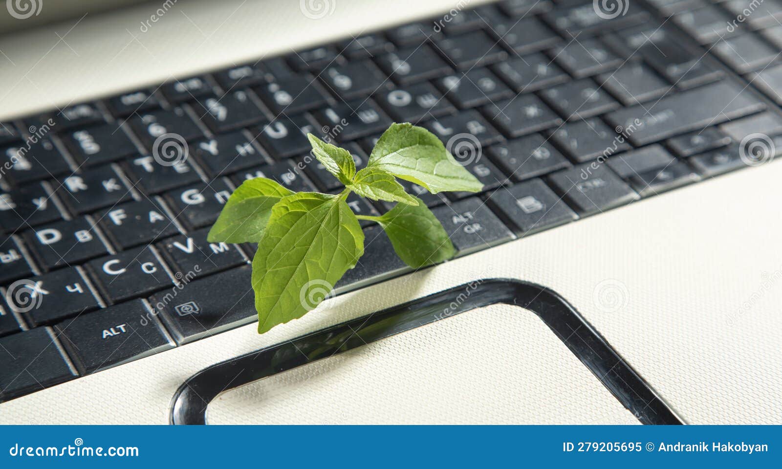 Green Plant Growing on Computer Keyboard Stock Image - Image of ...