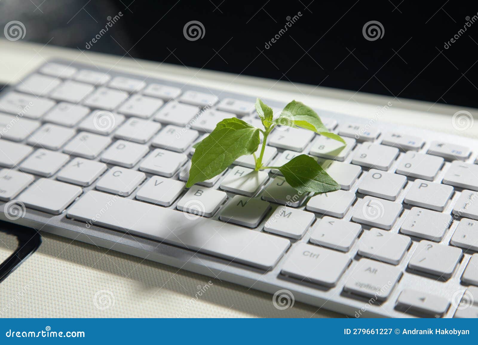 Green Plant Growing on Computer Keyboard Stock Image - Image of protect ...