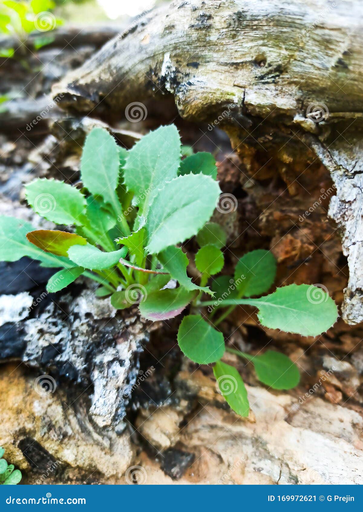 Green Plant Growing on a Dead Tree Stock Image - Image of nature, dead ...