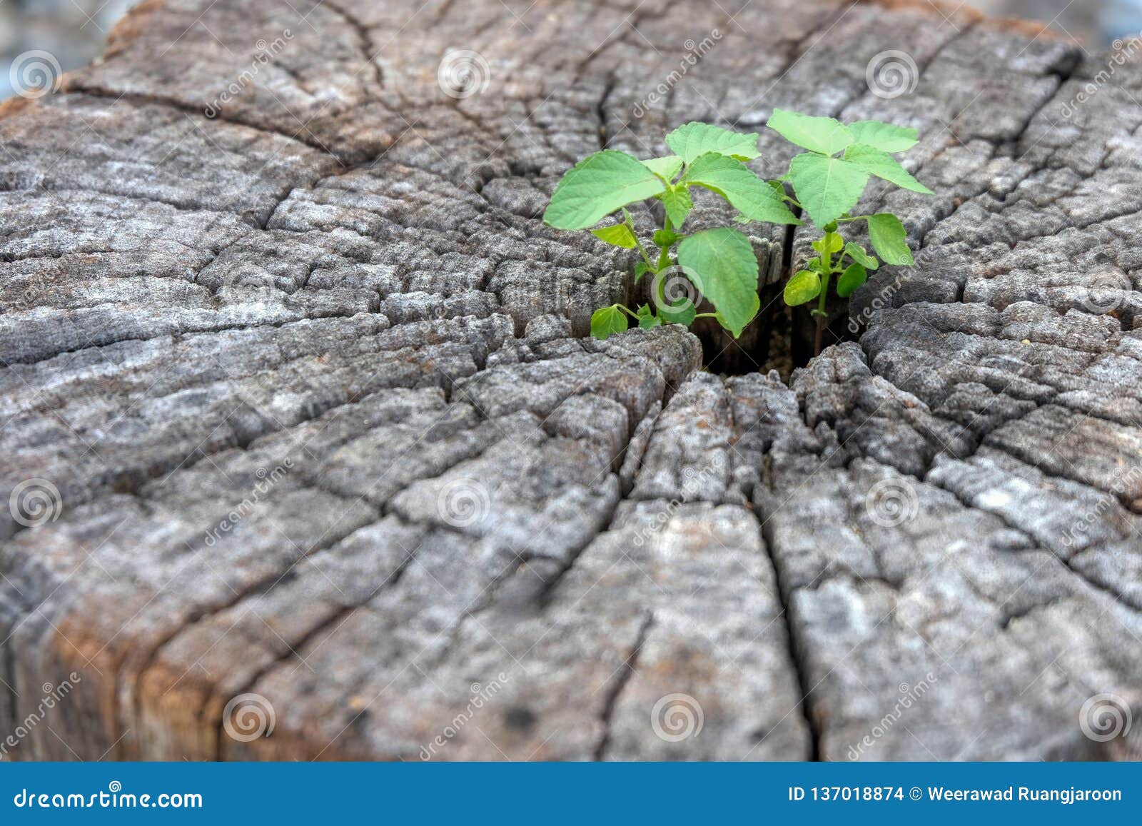 Green Plant Growing On Dead Tree Trunk Green Plant On Stump Young Plant Growing On Stump