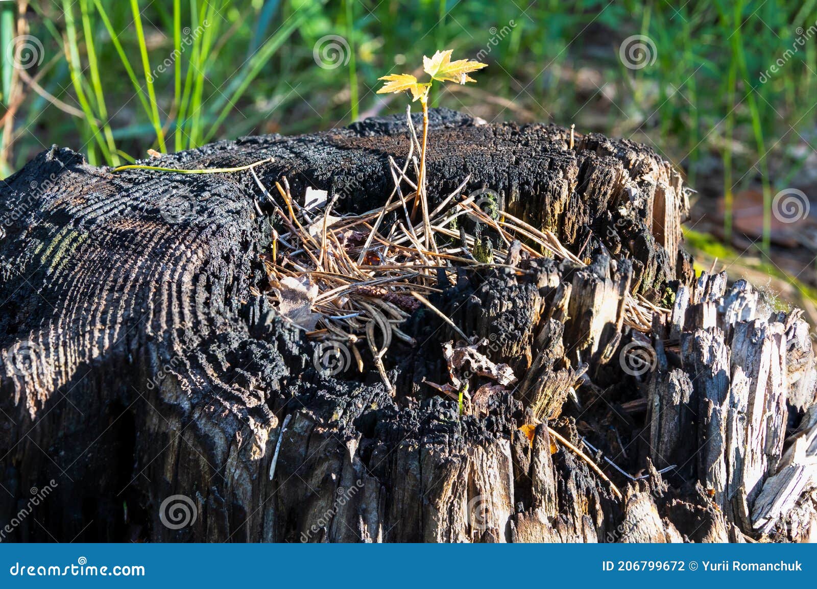 Green Plant Growing on Dead Tree Trunk, Green Plant on Stump. Little ...