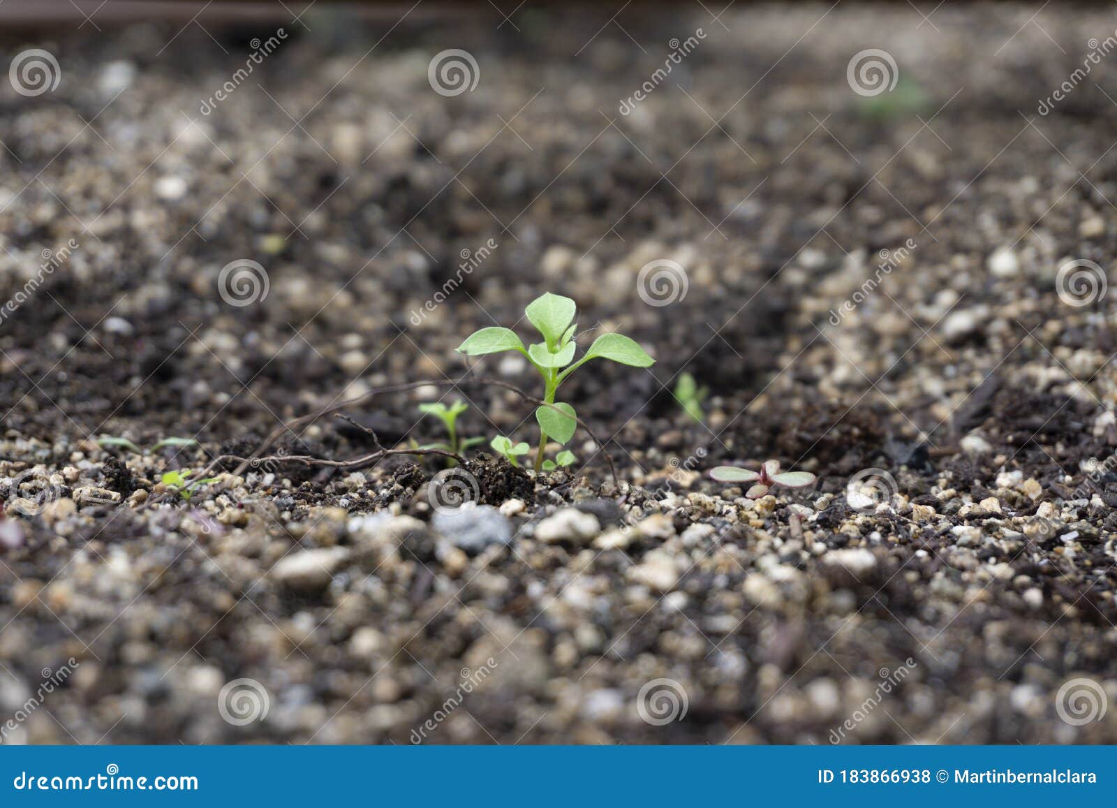 Green Plant Growing on Earth Stock Photo - Image of career, evolution ...