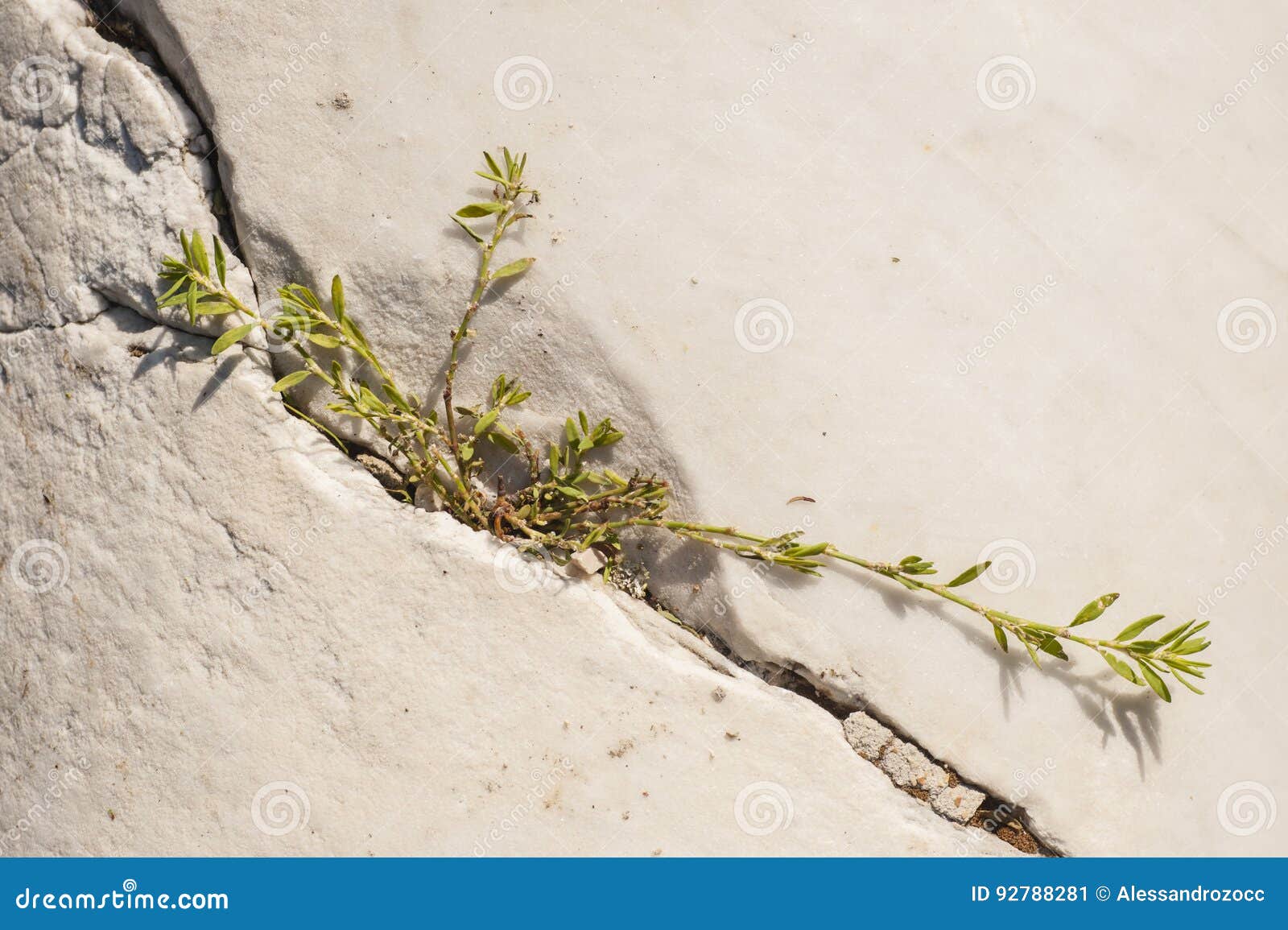 Green Plant Growing in Rock Crack Stock Image - Image of closeup ...
