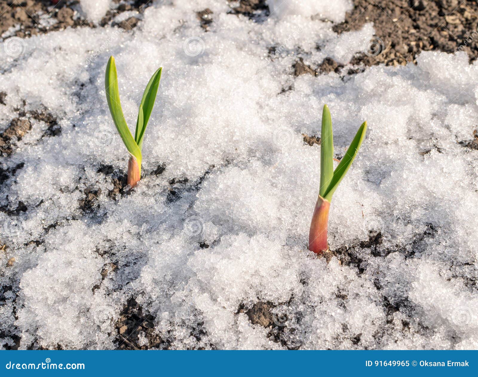 Green Plant Growing through the Snow Stock Image - Image of natural ...
