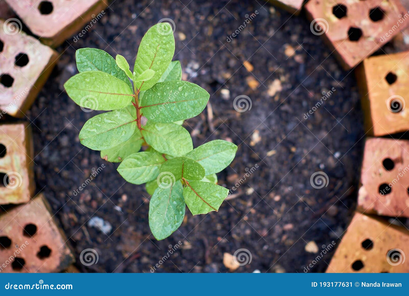 Green Plant Growing from Soil, Top View - Image Stock Image - Image of ...