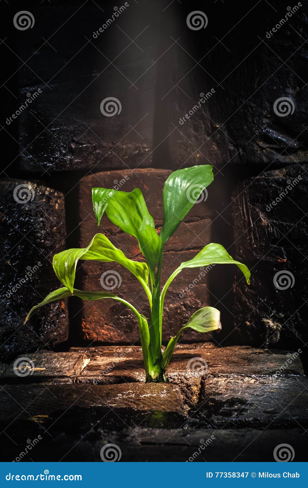 Green Plant Growing Trough Dead Ground Stock Image - Image of contrast ...
