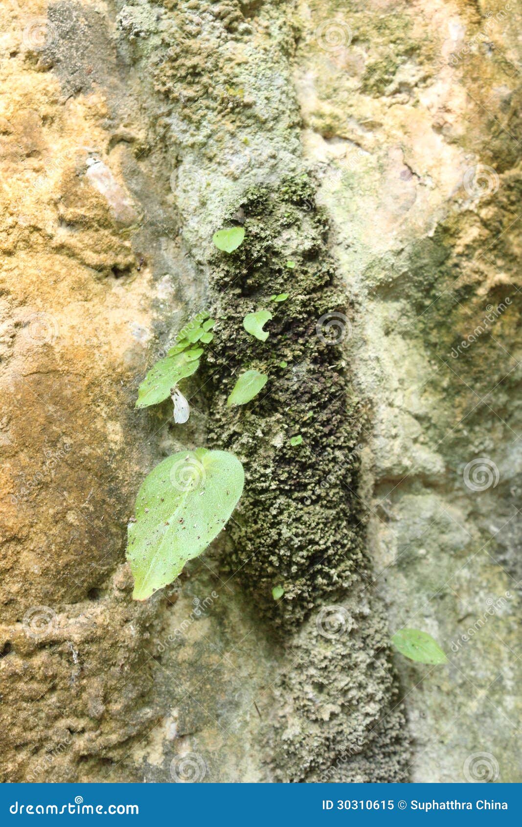 Growth on rock stock image. Image of fern, green, plant - 30310615