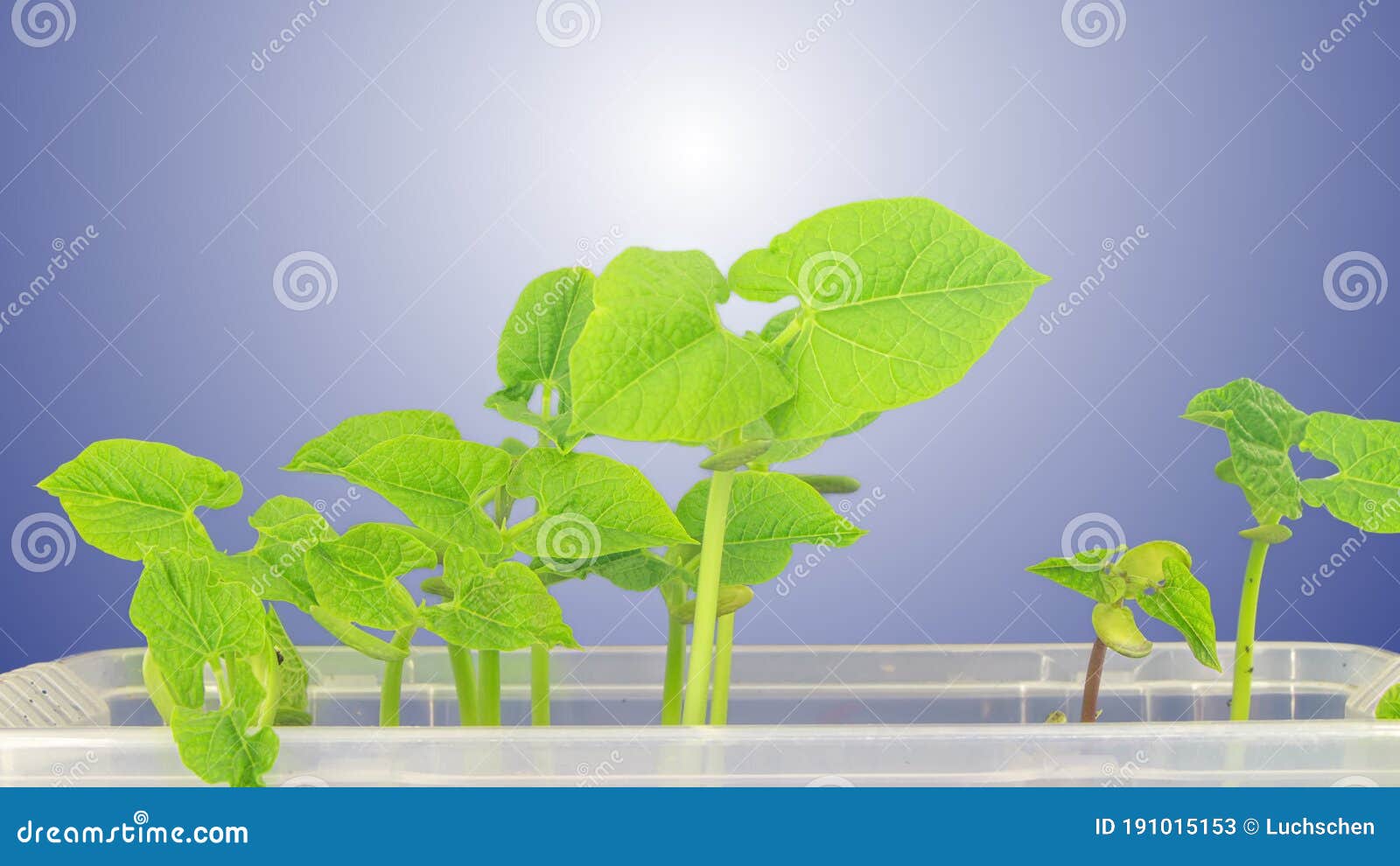 Green Plant Growth Time Lapse Stock Video - Video of life, seed: 191015153