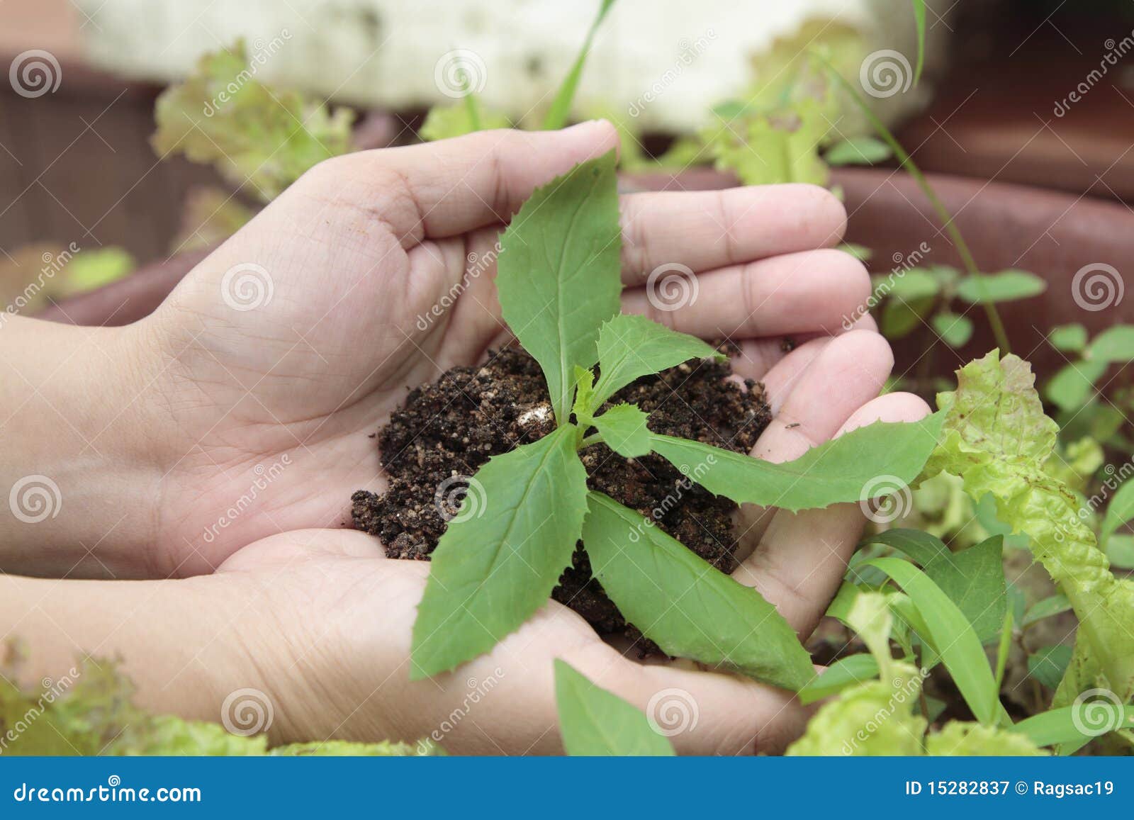 Green plant in the hand stock image. Image of flora, nature - 15282837