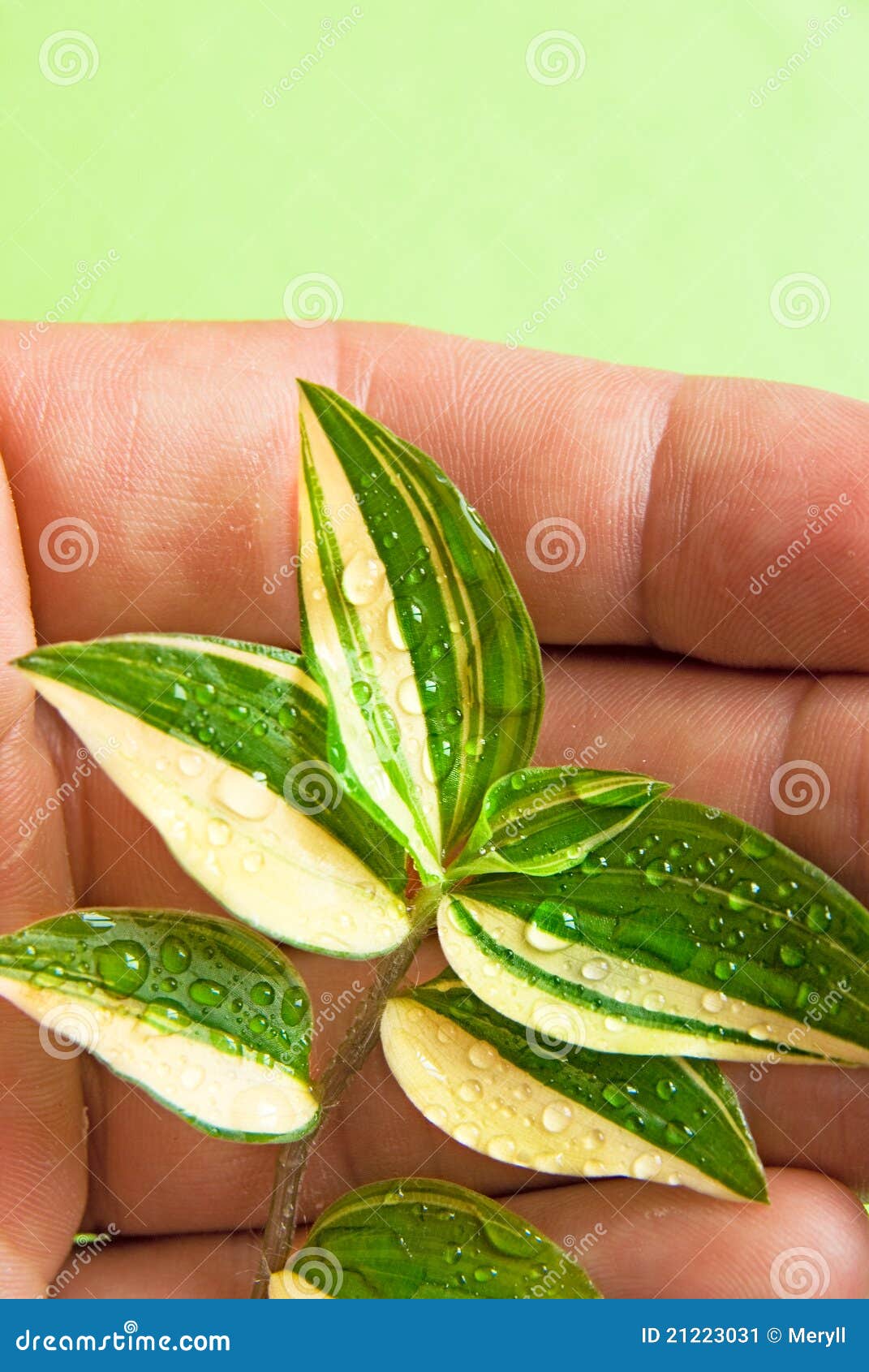 Green plant in hand stock image. Image of ecologic, nature - 21223031