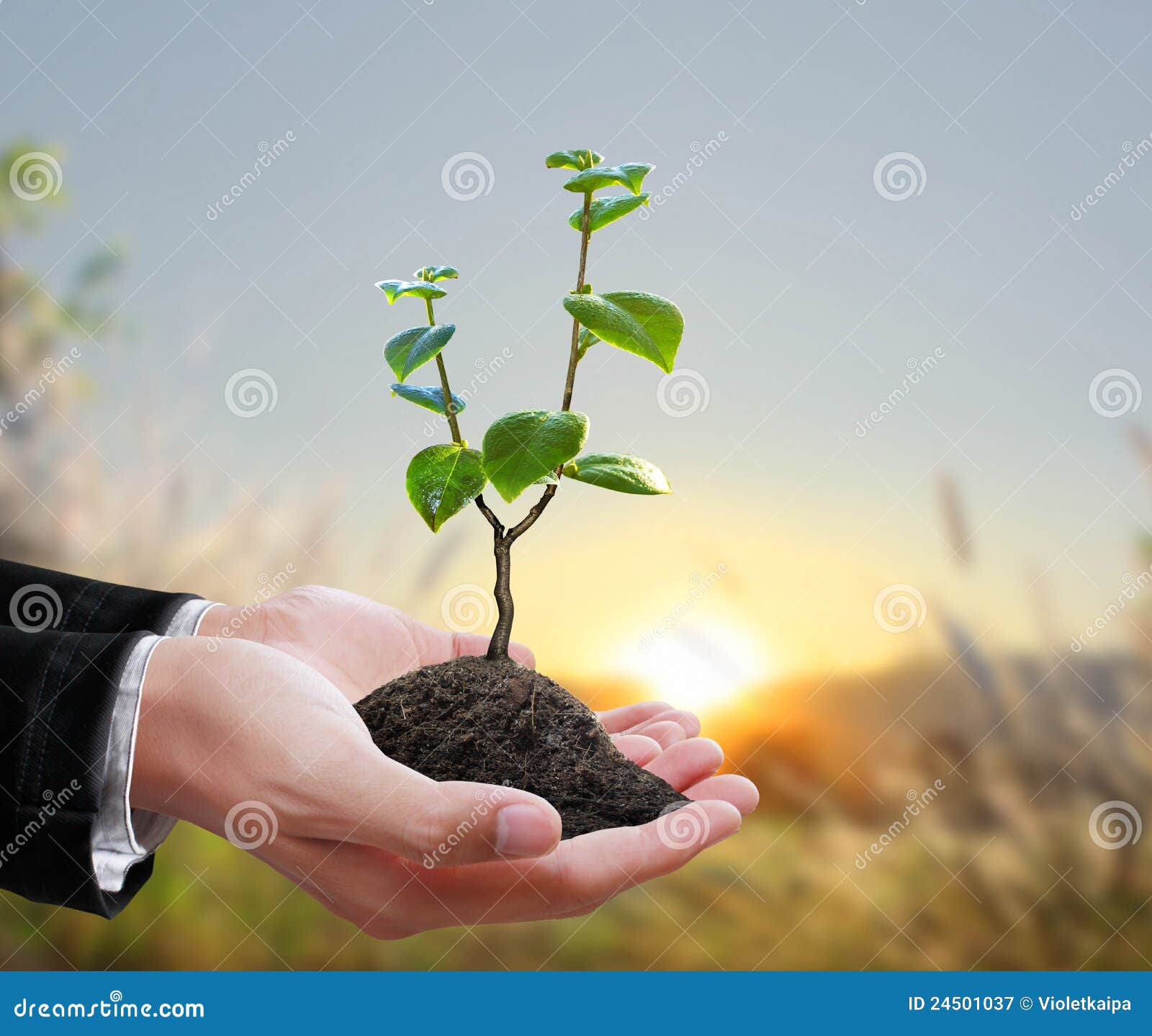 Green plant in a hand stock image. Image of leaf, prosperous - 24501037