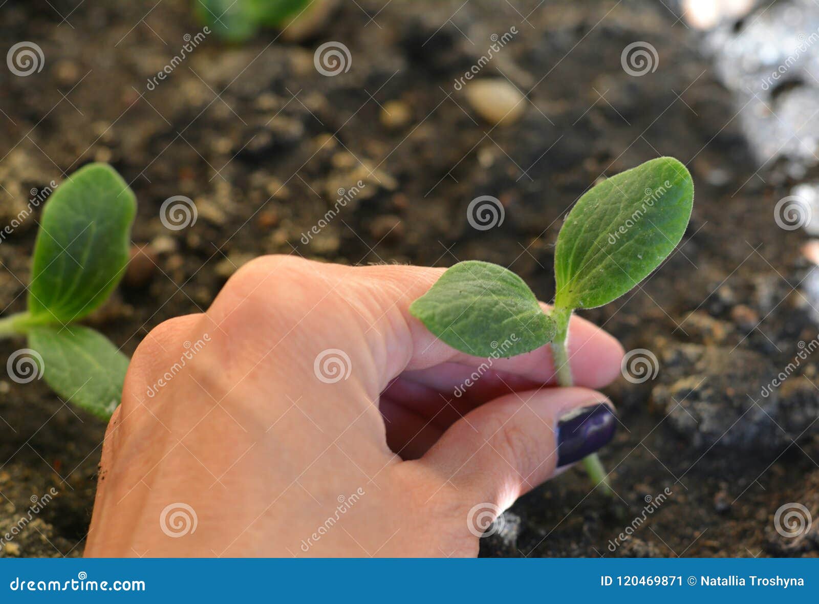 Green plant in hand stock image. Image of green, plant - 120469871