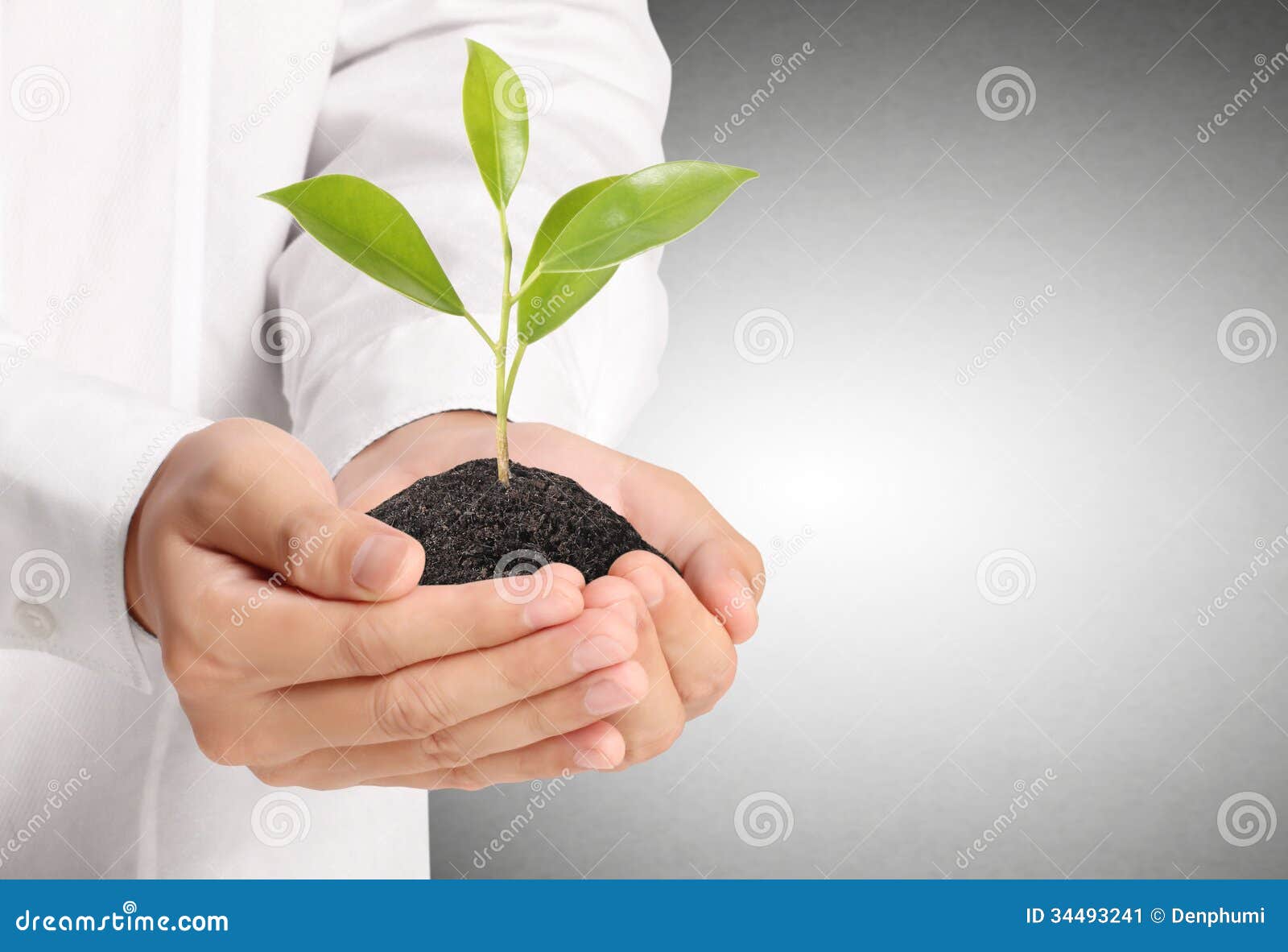 Green plant in hand stock image. Image of develop, delicate - 34493241