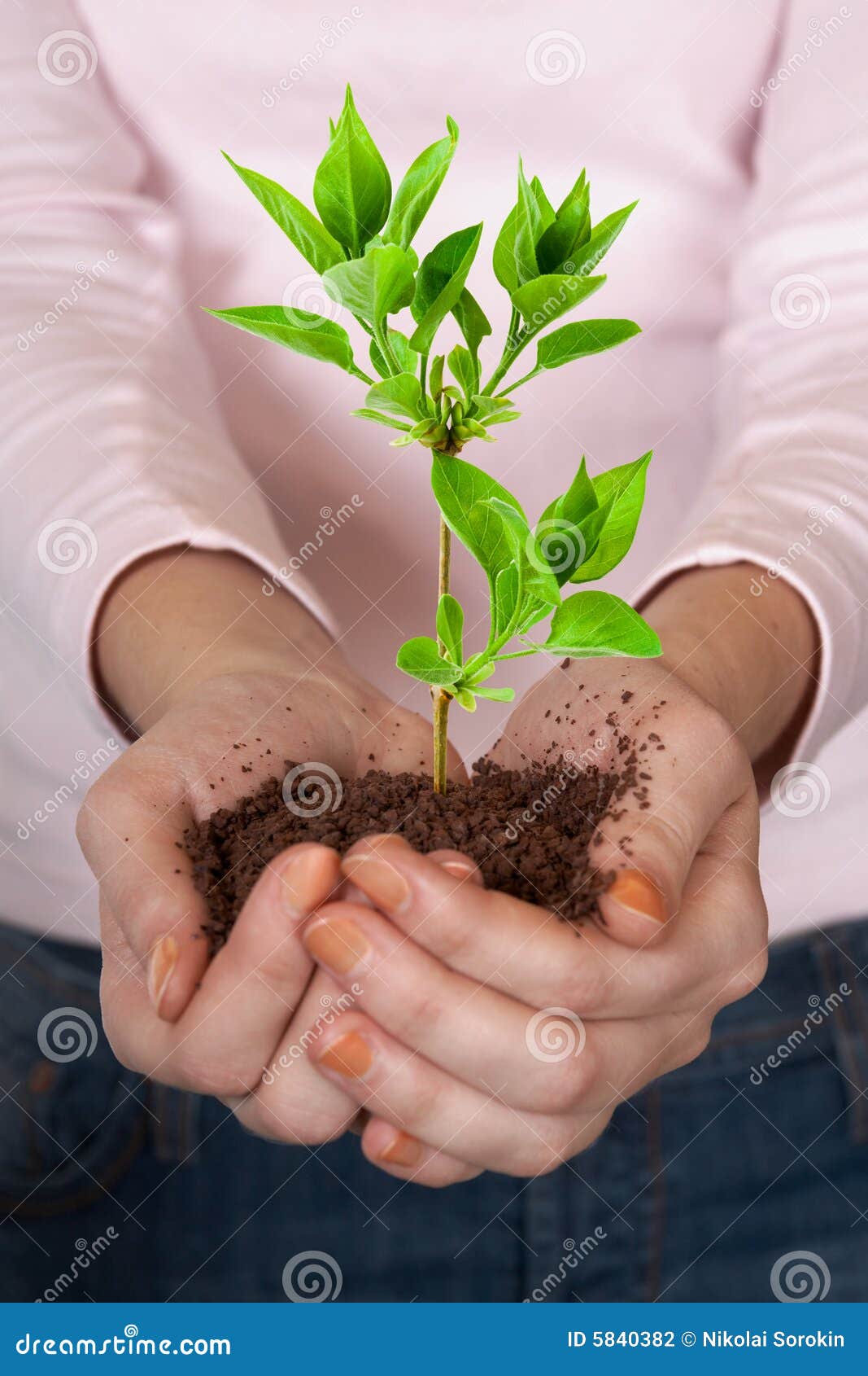 Green plant in hands stock photo. Image of ideas, conservation - 5840382
