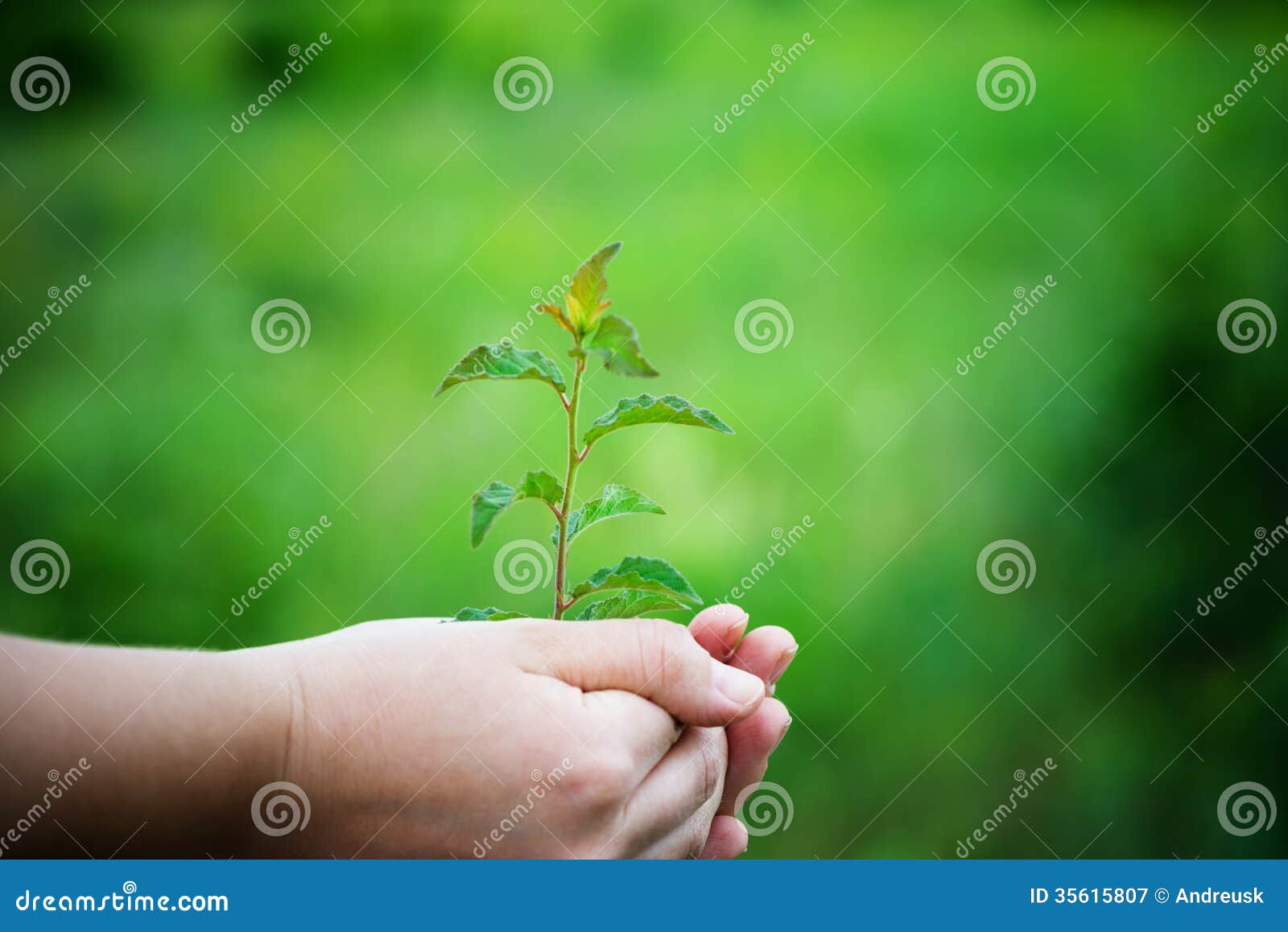 Green plant in hands stock image. Image of tree, plant - 35615807