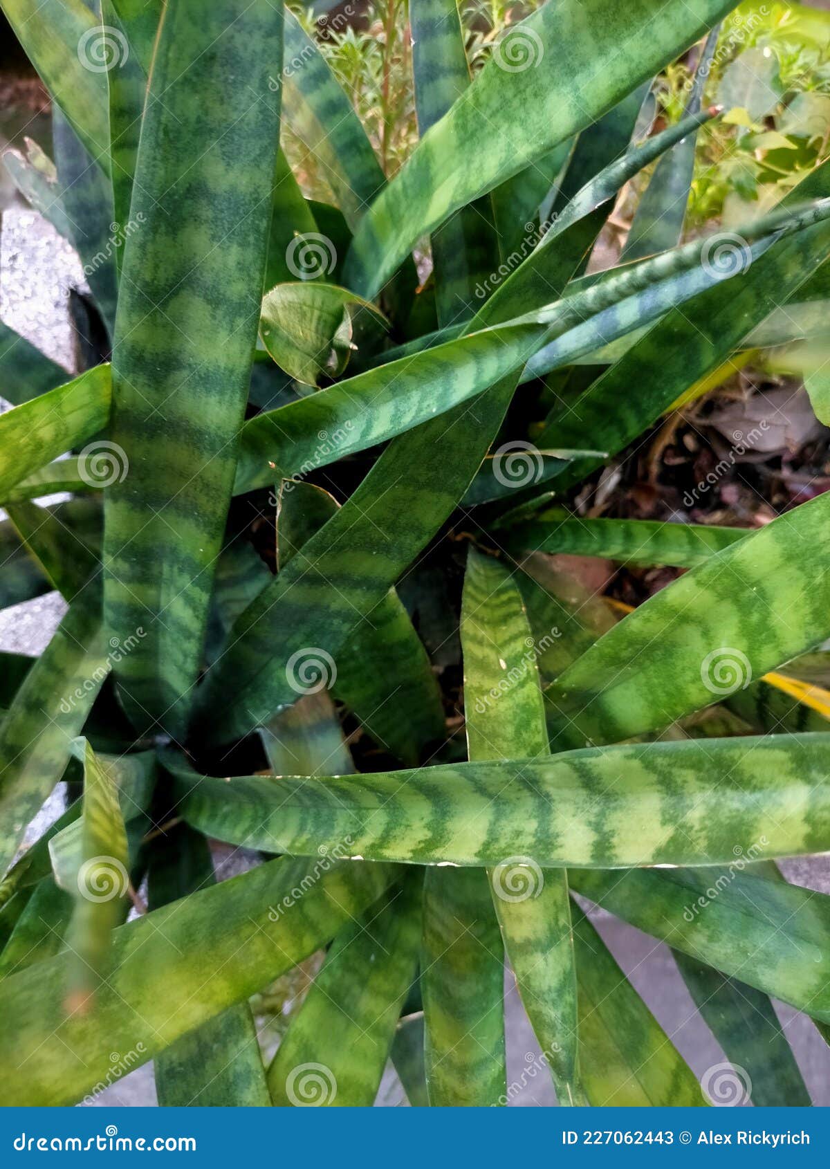 Green plant with hard leaf stock image. Image of food - 227062443