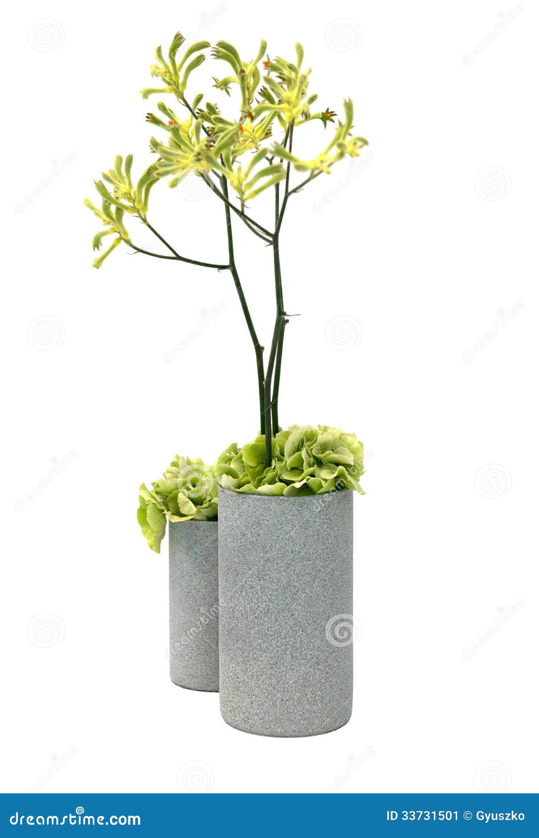 Green Plant Isolated stock image. Image of leaves, branch - 33731501