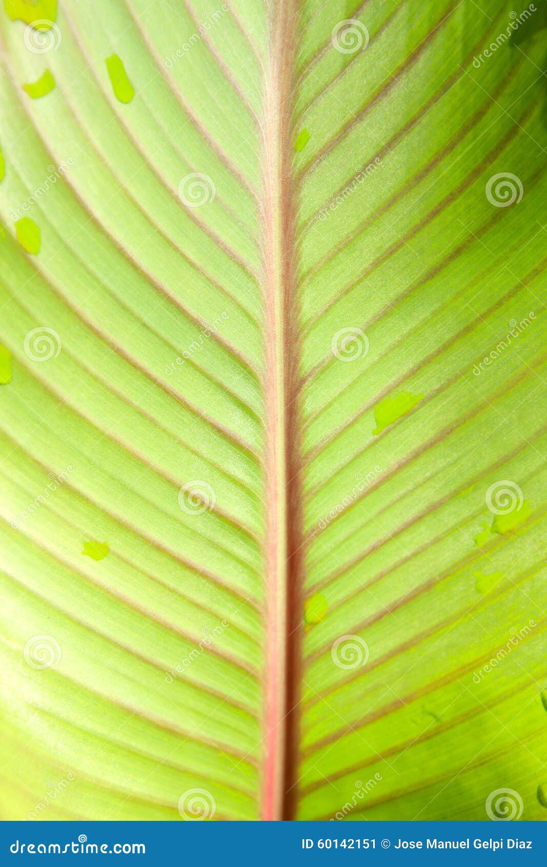 Green plant leaf close up stock image. Image of fresh - 60142151