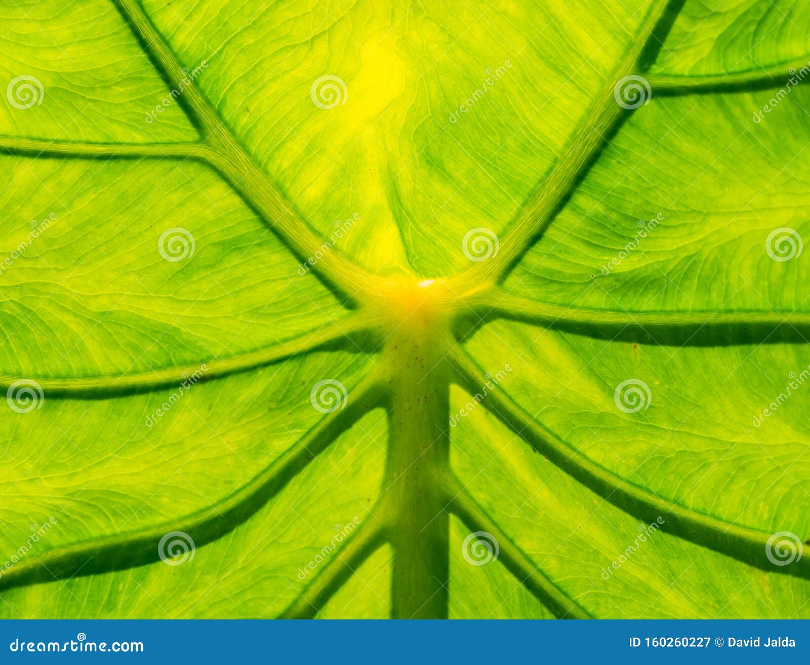 Green Plant Leaf Closeup View Stock Image - Image of leaf, floral ...