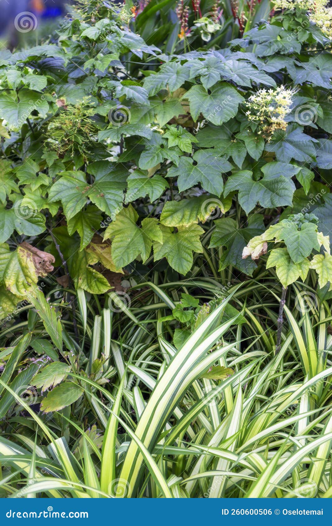 Green Plant Leaf,Green Leaves in the Garden Stock Photo - Image of ...