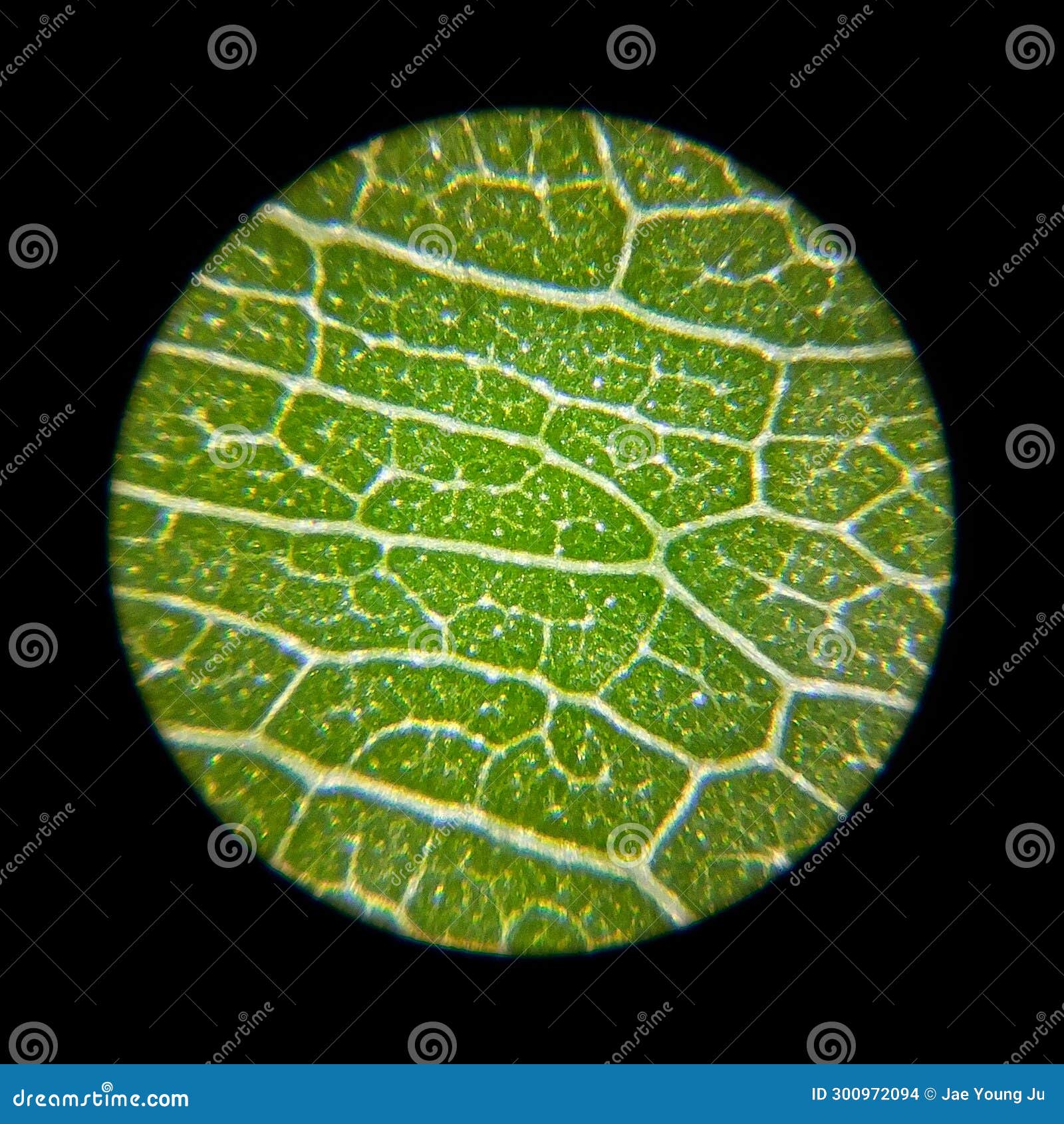 Green Plant Leaf Surface Viewed Under a Microscope Stock Photo - Image ...