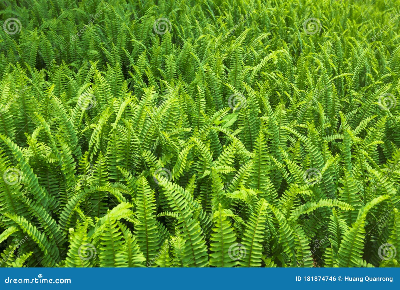 Green Plant Leaf Texture Background Stock Photo - Image of long, leaves ...