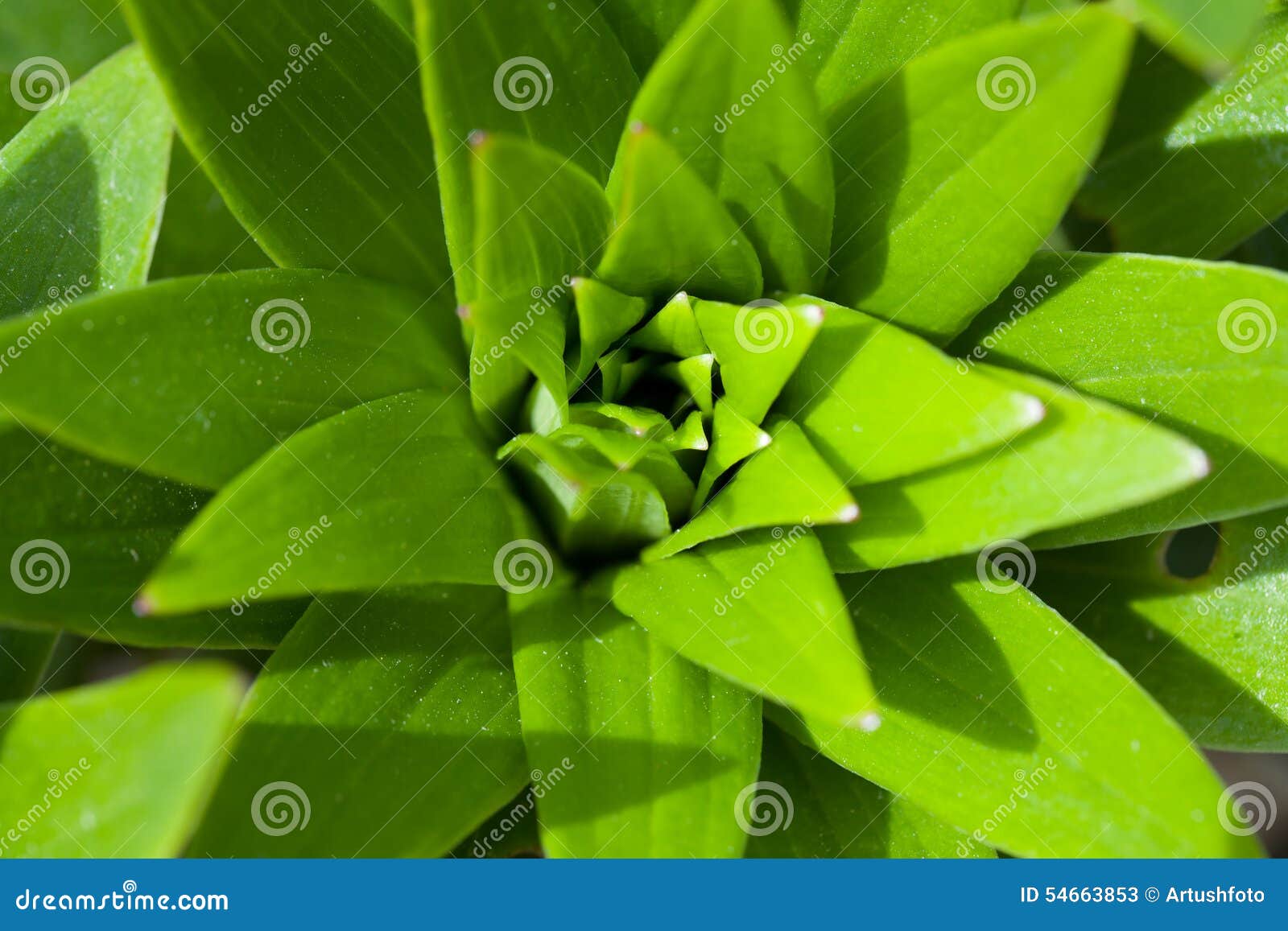 Green plant leaf top view stock image. Image of fresh - 54663853